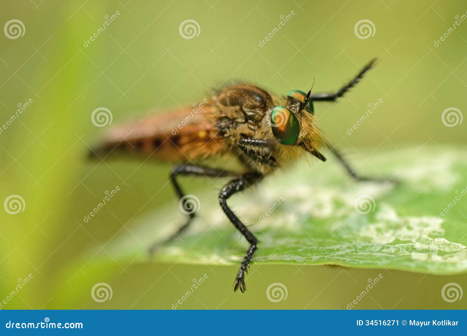 Closeup of a Insect with Big Eyes Stock Image - Image of colored, leaf ...