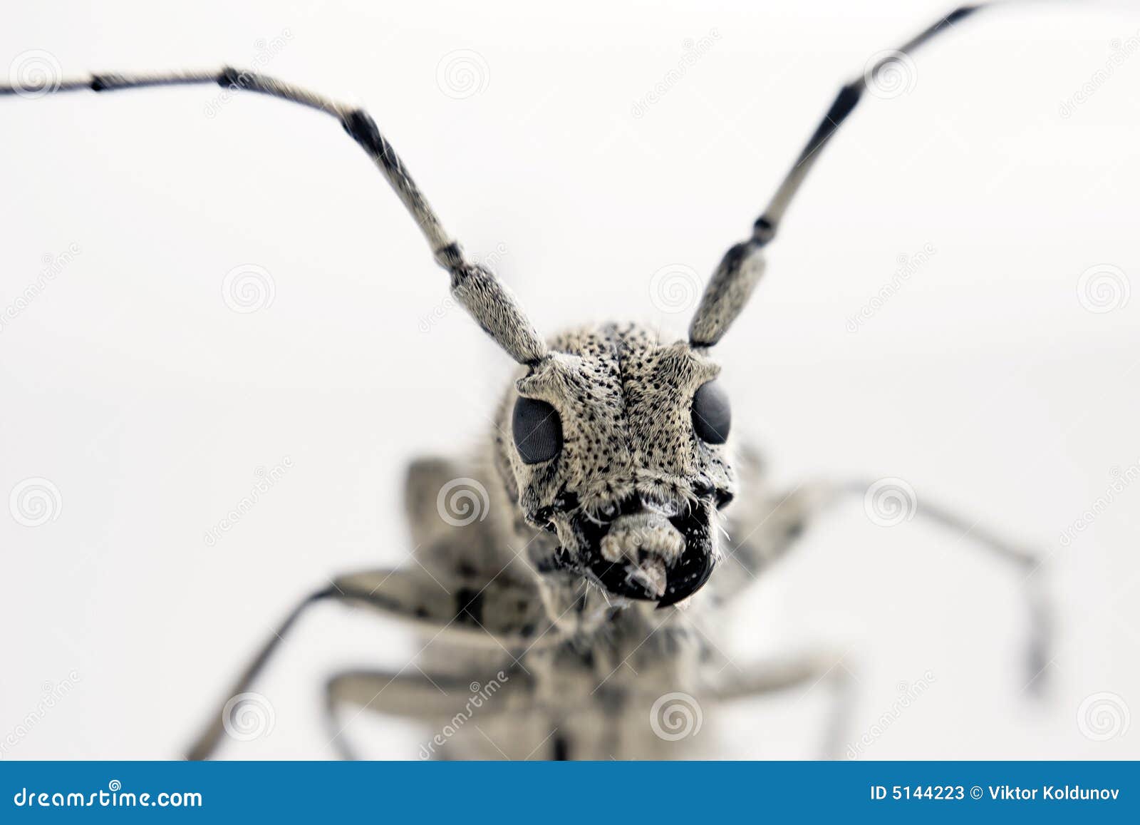 Closeup of an Insect Head stock image. Image of closeup - 5144223