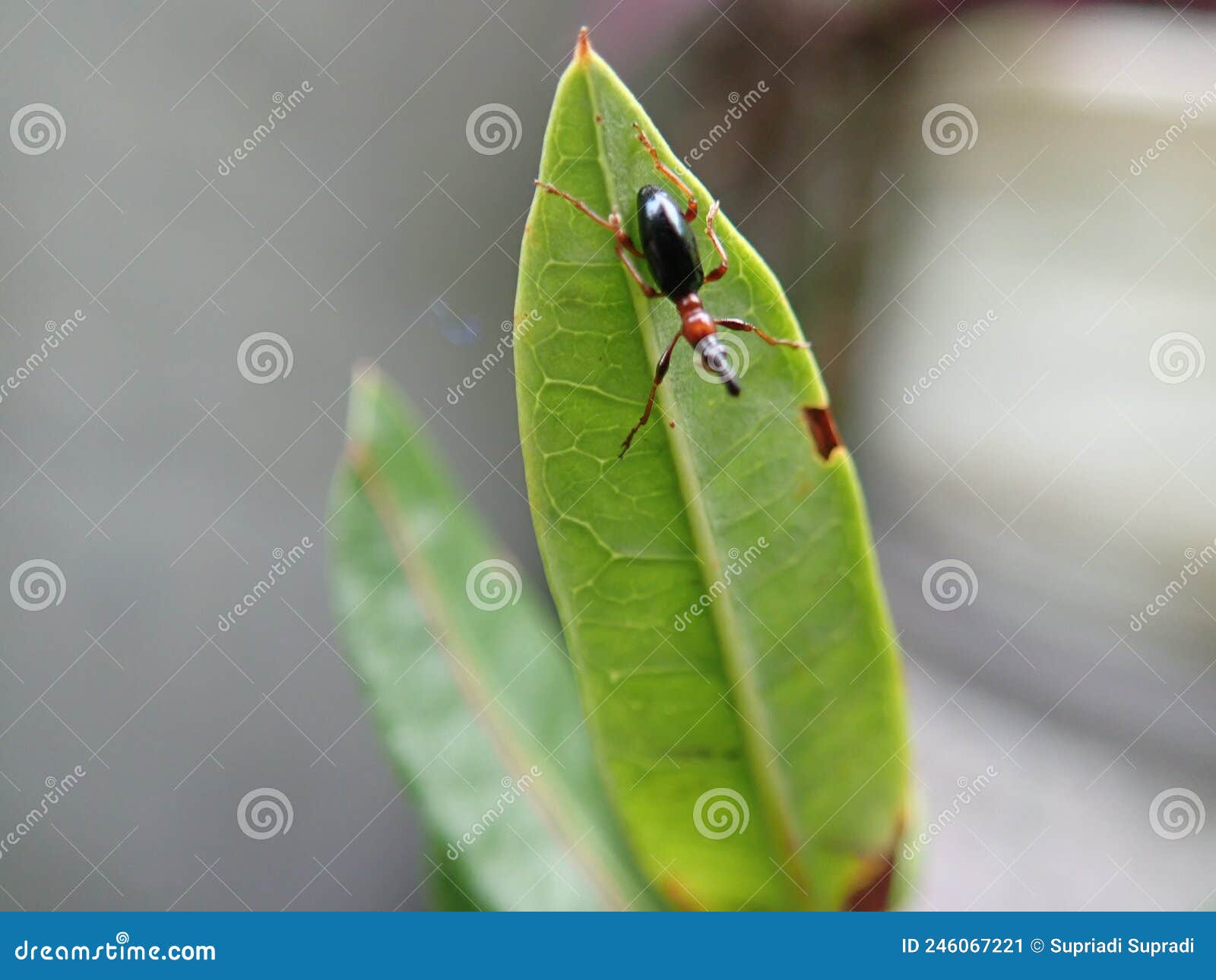 Closeup of Insect Pest Cylas Formicarius Perching on a Leaf on a Blur ...