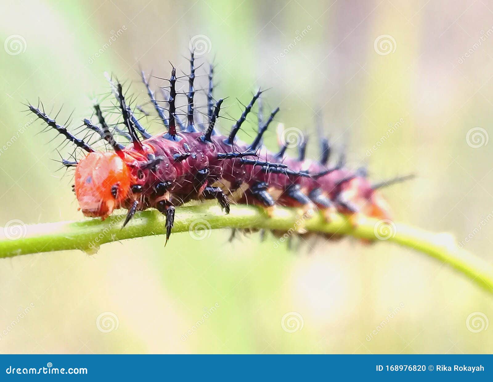 CloseUp of Insects on the Twig Stock Photo - Image of fauna, twig ...