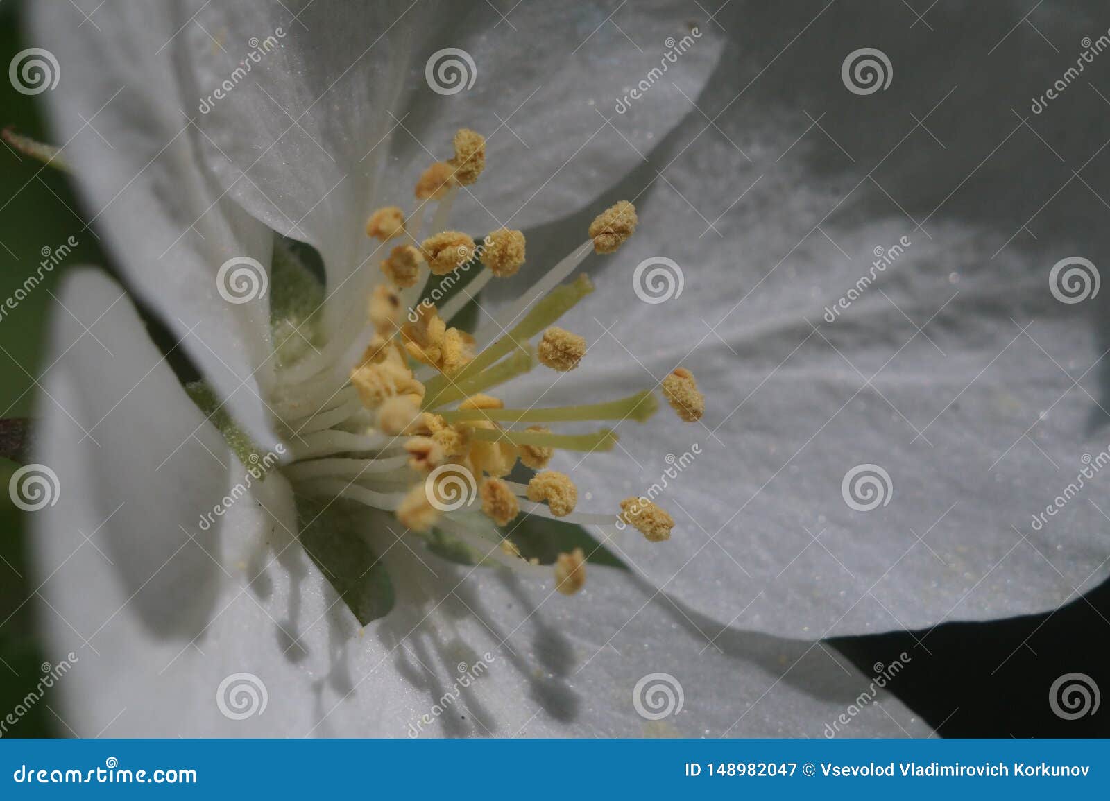 Closeup. Inside the Apple Tree Flower. in the Zone of Sharpness Stamens ...