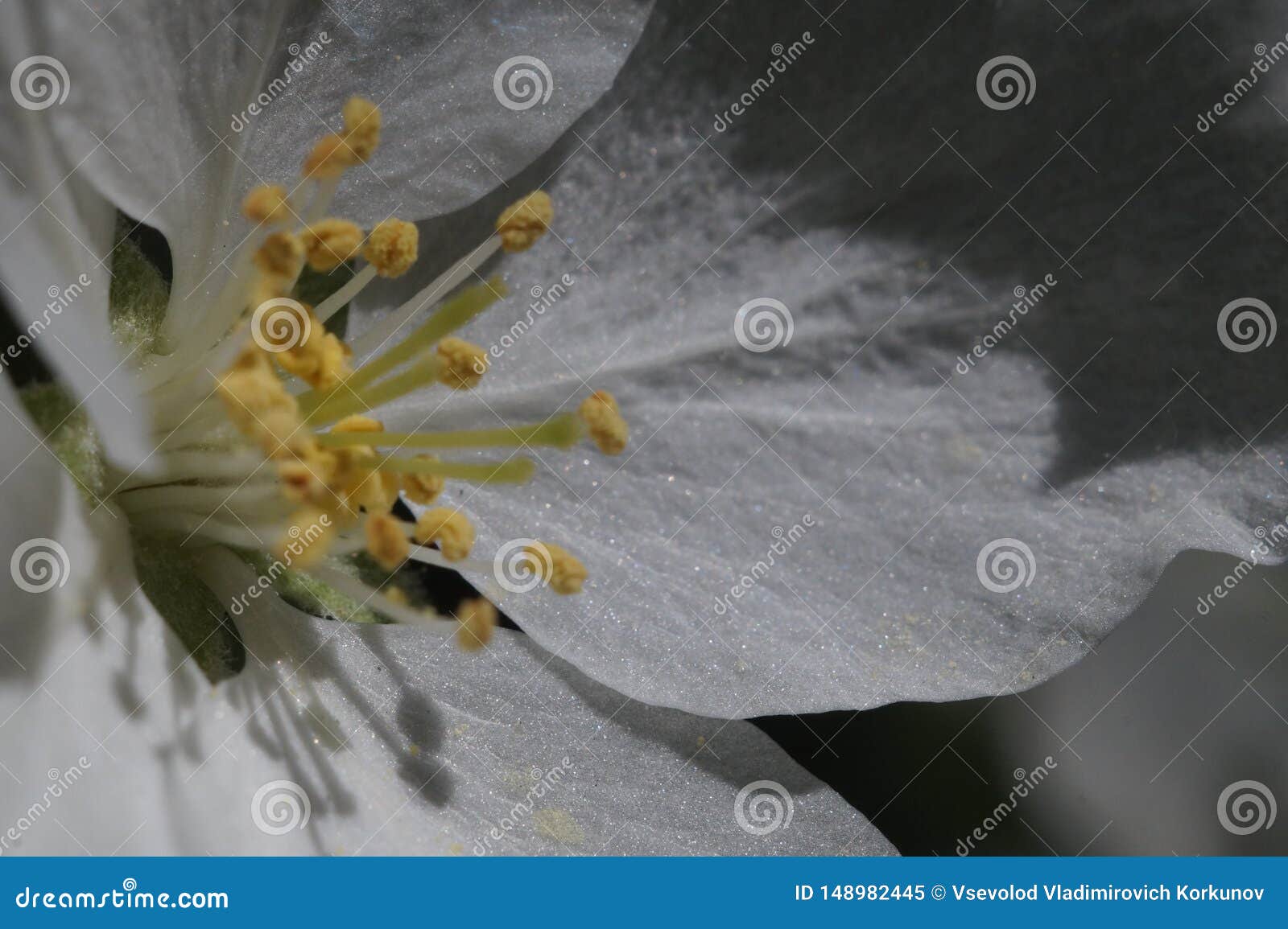 Closeup. Inside the Apple Tree Flower. in the Zone of Sharpness Stamens ...