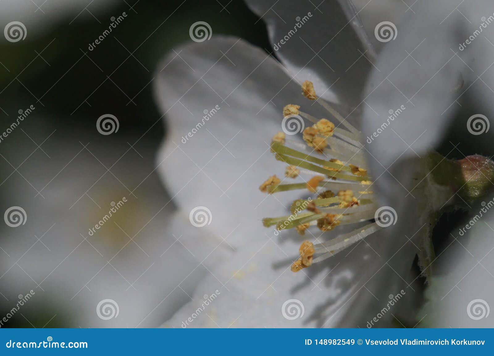 Closeup. Inside the Apple Tree Flower. in the Zone of Sharpness Stamens ...