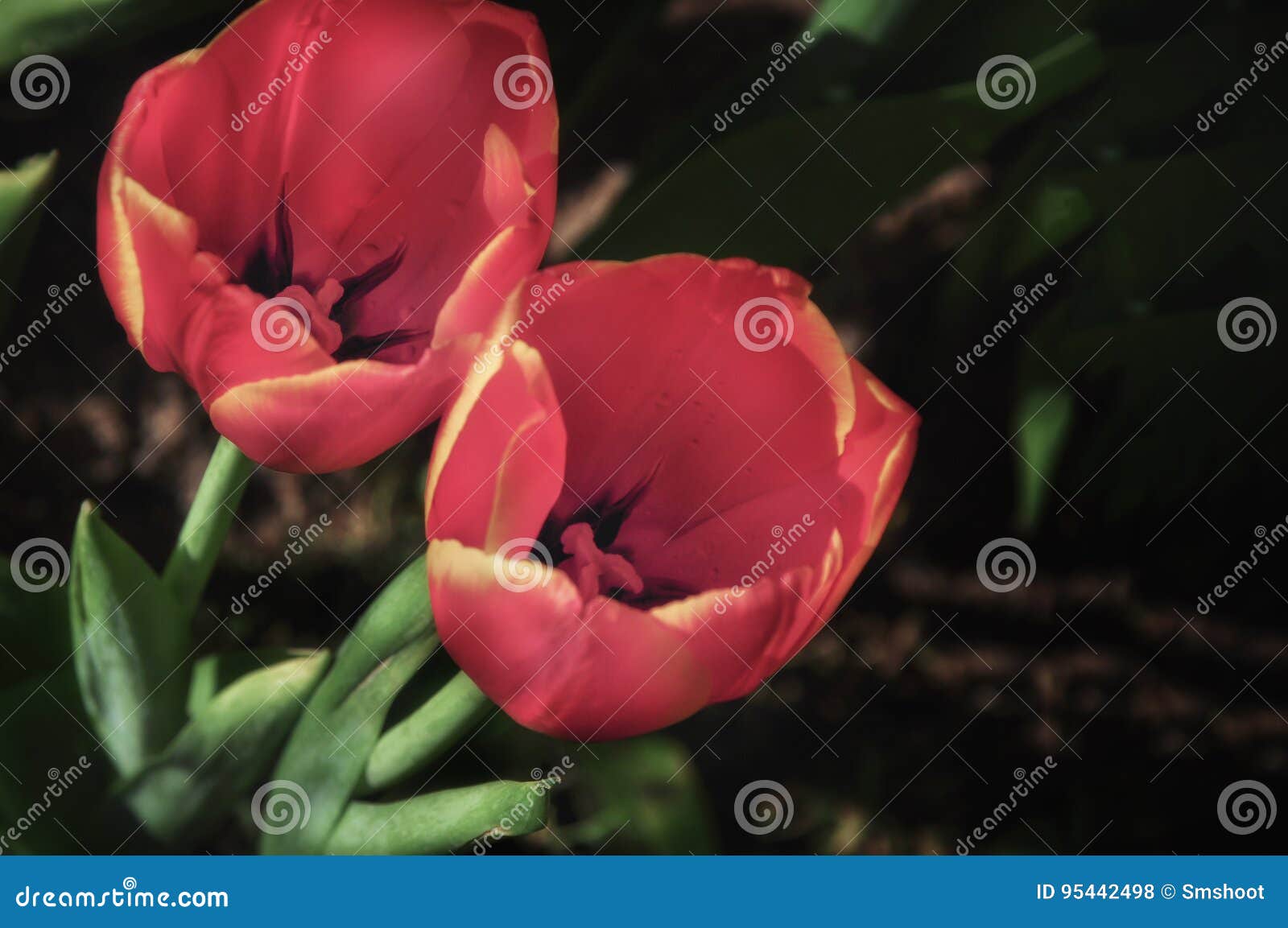 Closeup inside of tulip stock photo. Image of grow, color - 95442498