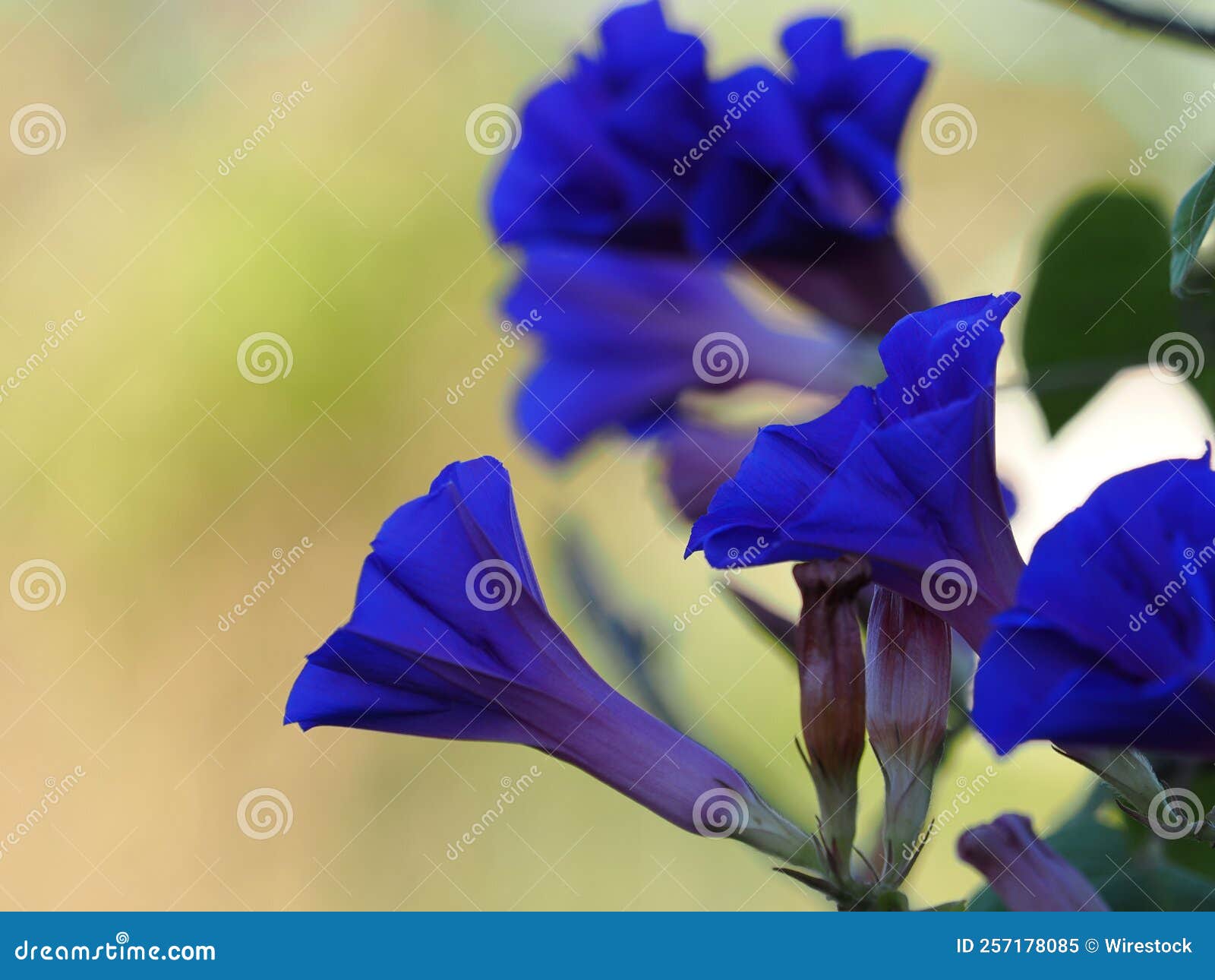 Closeup of Ipomoea Nil, Picotee Morning Glory. Stock Image - Image of ...