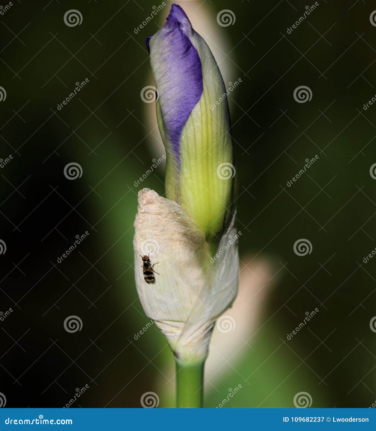 Iris bud with bug stock image. Image of lilac, violet - 109682237