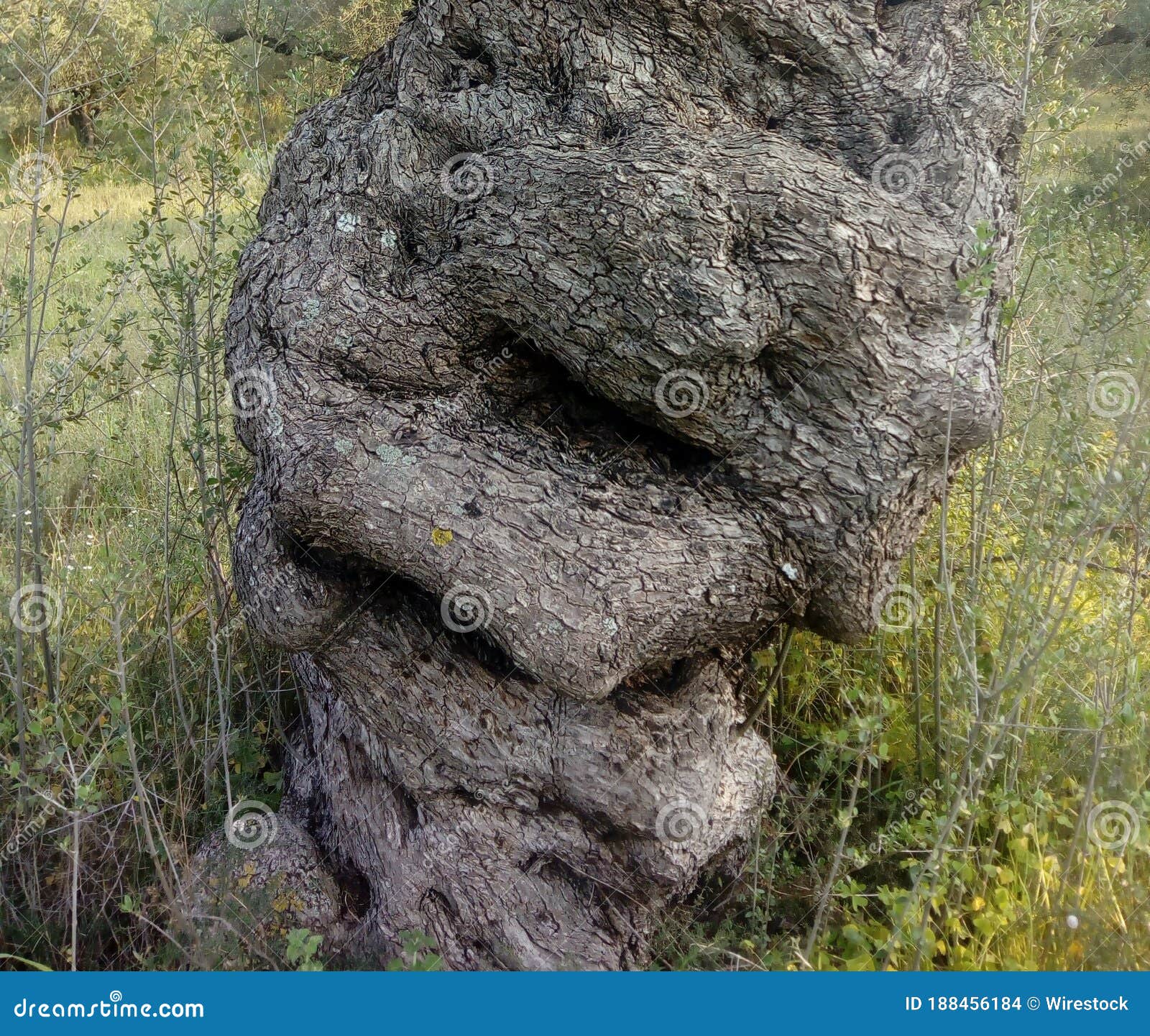 Closeup of an Irregularly Shaped Tree Trunk in the Field with Tall ...