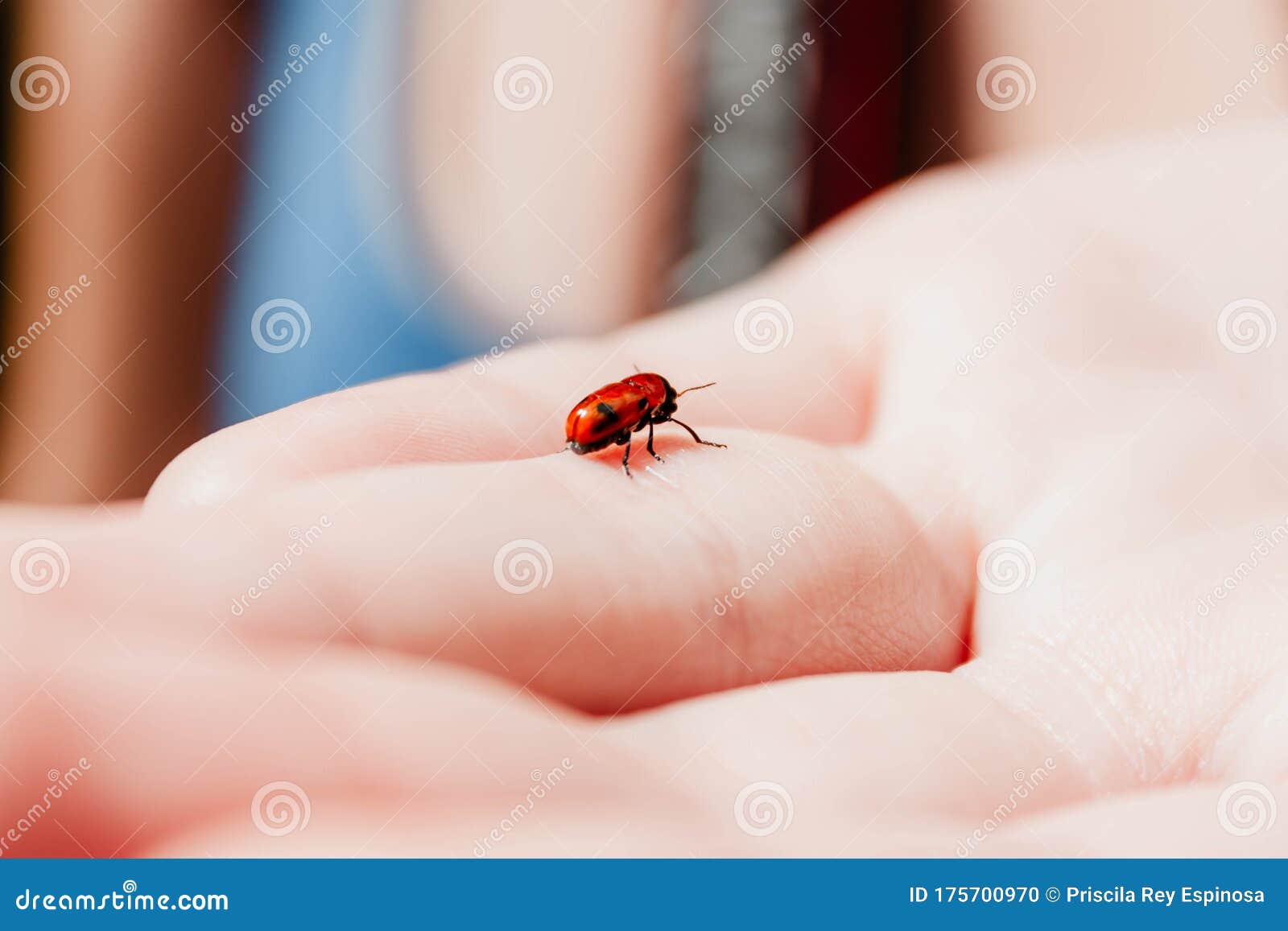 Closeup Isolated Cute Ladybug on a Hand Stock Photo - Image of fauna ...