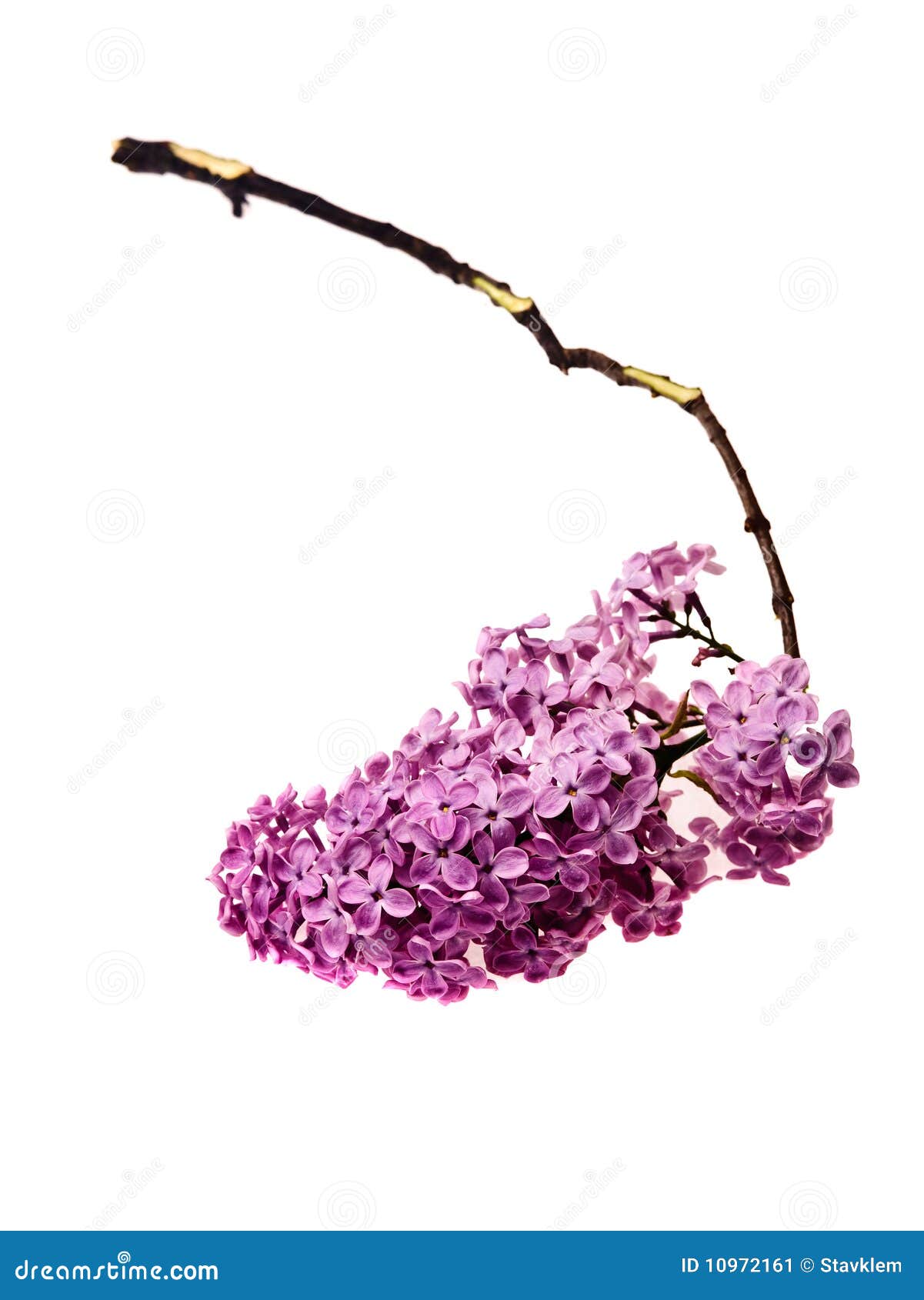 Closeup Isolated Lilac Branch Stock Image - Image of drop, pattern ...