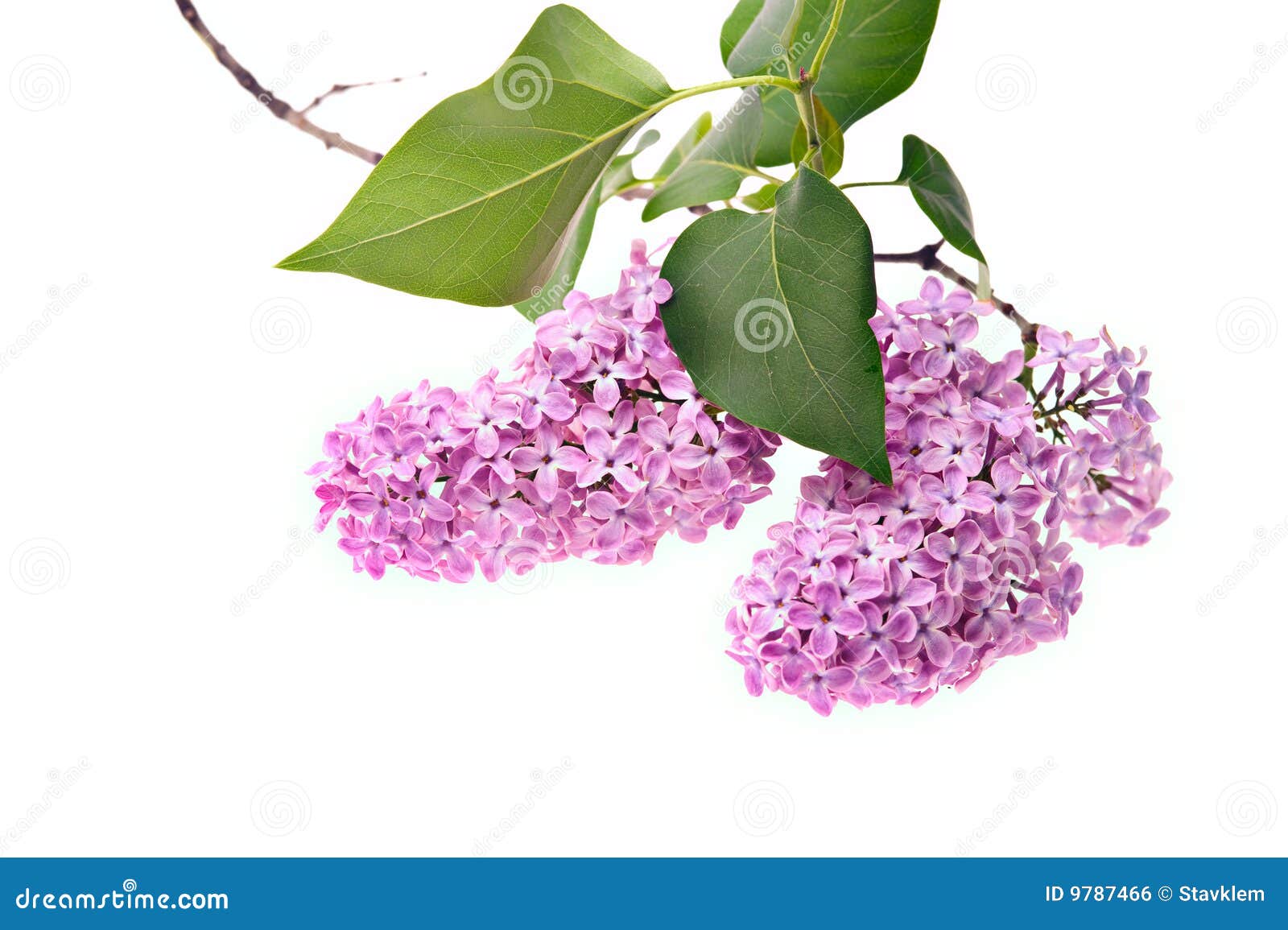 Closeup Isolated Lilac Branch Stock Photo - Image of garden, detail ...