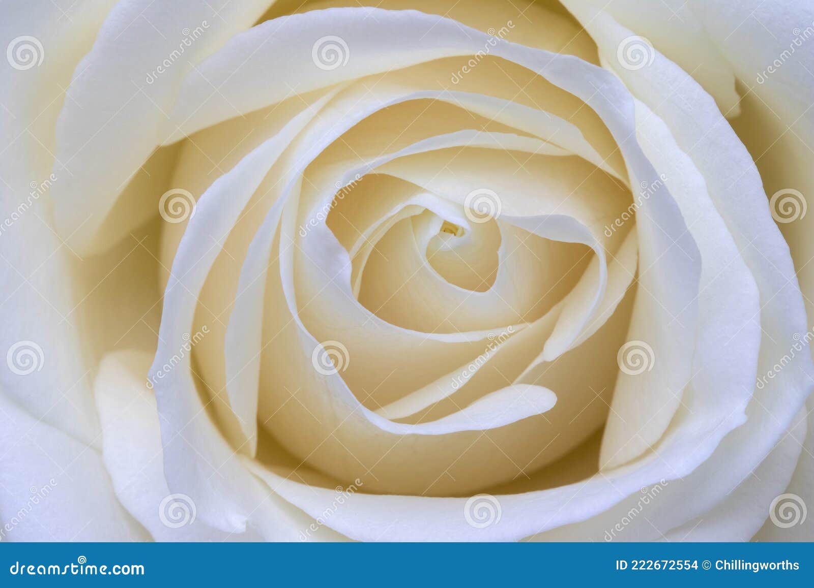 Ivory Rose Rosa stock photo. Image of love, feminine - 222672554