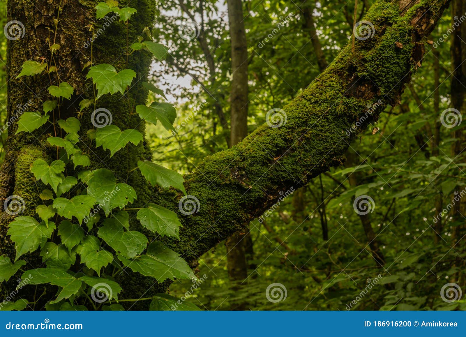 Closeup of Ivy and Moss Growing on Tree Stock Photo - Image of closeup ...