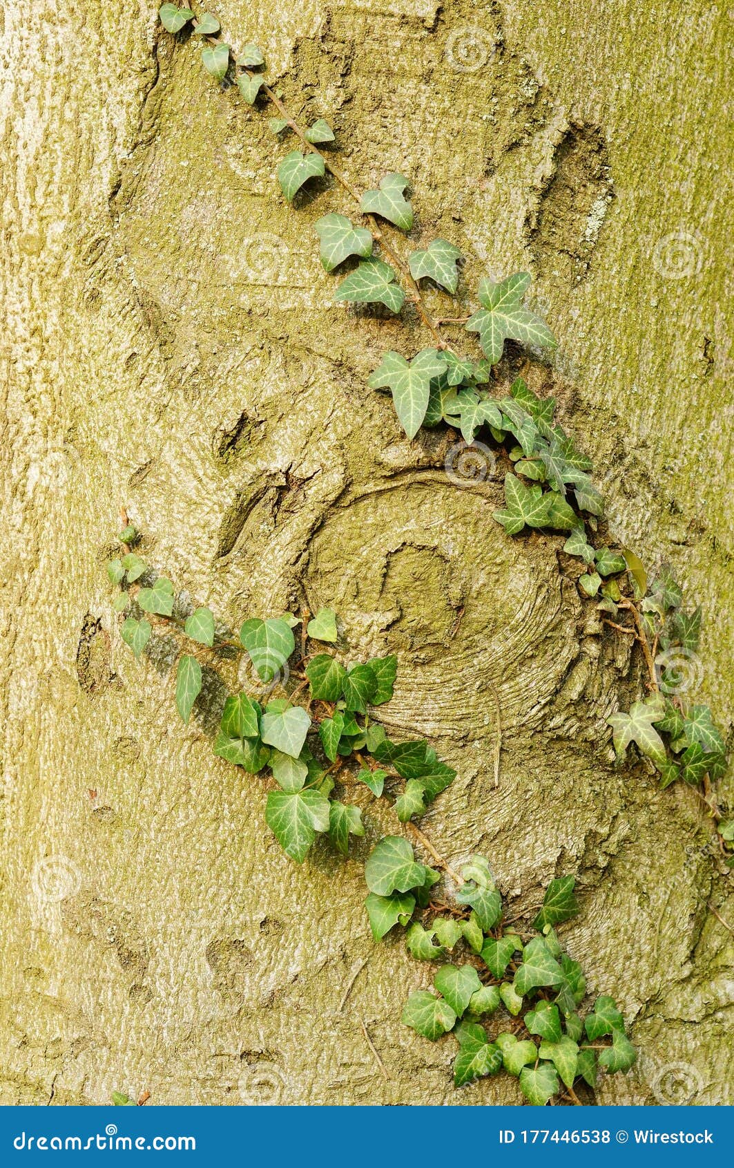 Closeup of Ivy Vine Creeping on a Tree Trunk Stock Photo - Image of ...