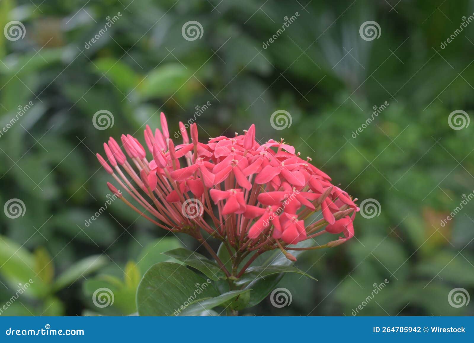 Closeup of Ixora Coccinea, Also Known As Jungle Geranium, Flame of the ...
