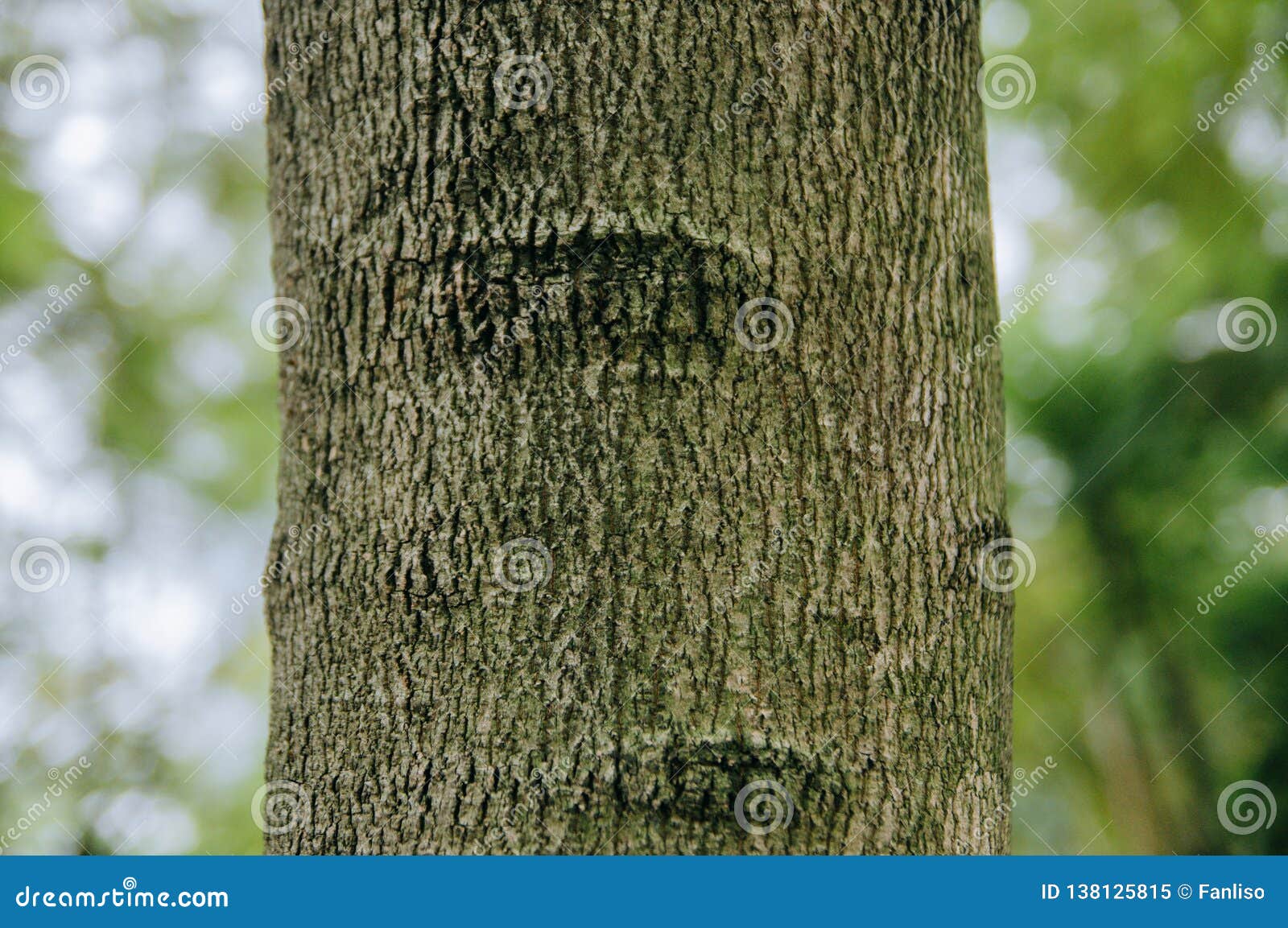Closeup of Jacaranda Tree Trunk Stock Image - Image of green, closeup ...