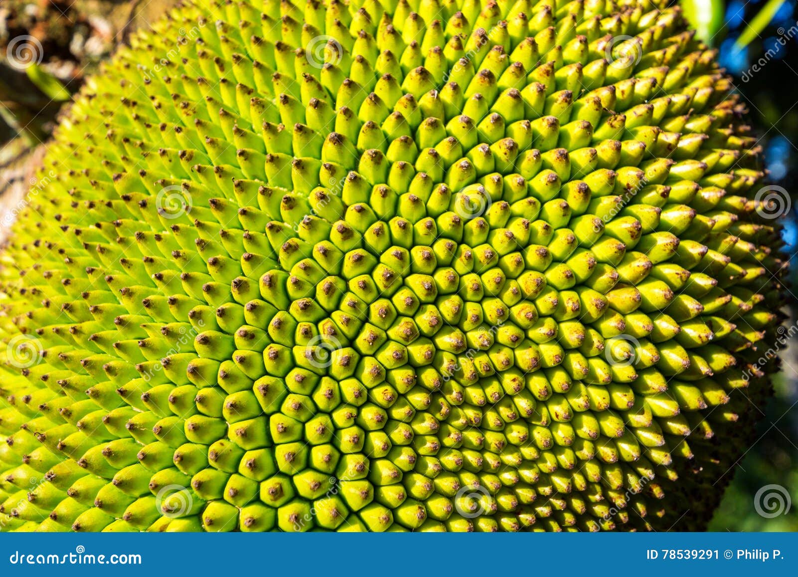 Trypophobia Skin Stock Photos - Free & Royalty-Free Stock Photos from ...