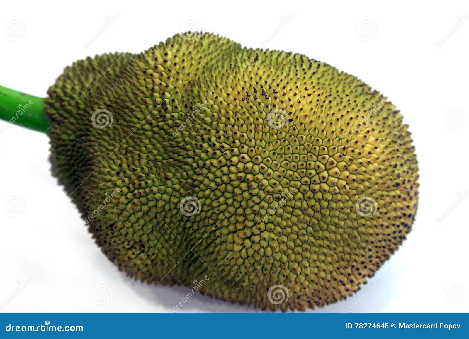 Closeup of the jackfruit stock photo. Image of ripe, juicy - 78274648
