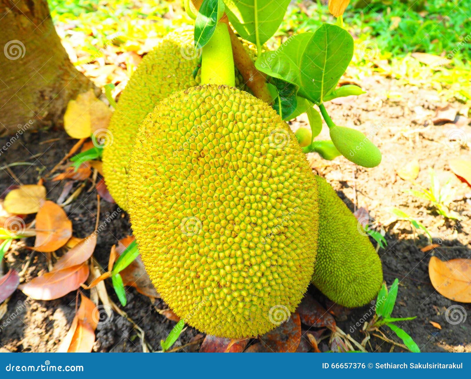 Closeup Jackfruit at Tree in Orchard Stock Photo - Image of asia, shuck ...
