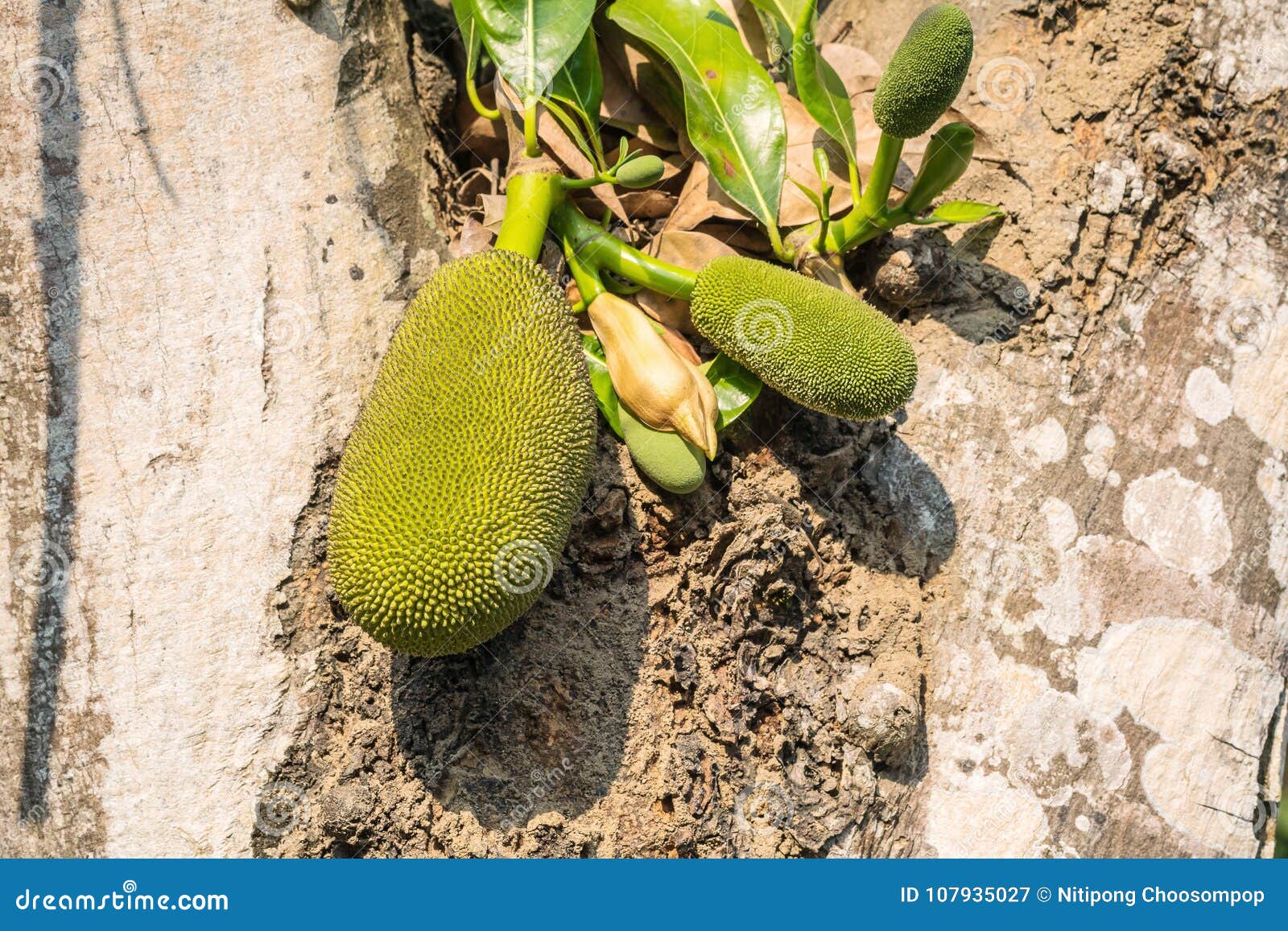 Closeup Jackfruit at Tree in Orchard Under Sunlight in the Afternoon ...