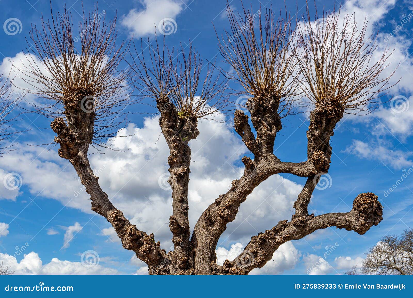 Closeup of Jagged Trunks with Thin, Leafless Branches of a Pollard ...