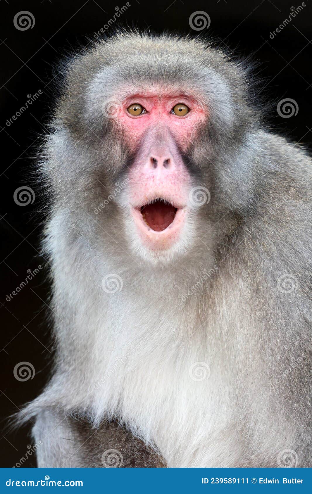 Closeup of Japanese Macaque Macaca Fuscata Stock Image - Image of ...