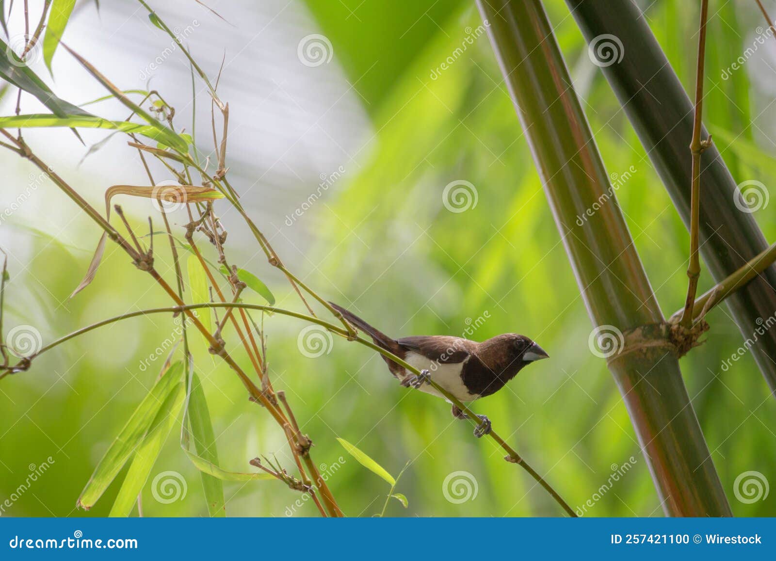 Closeup of a Javan Munia, Lonchura Leucogastroides. Stock Photo - Image ...