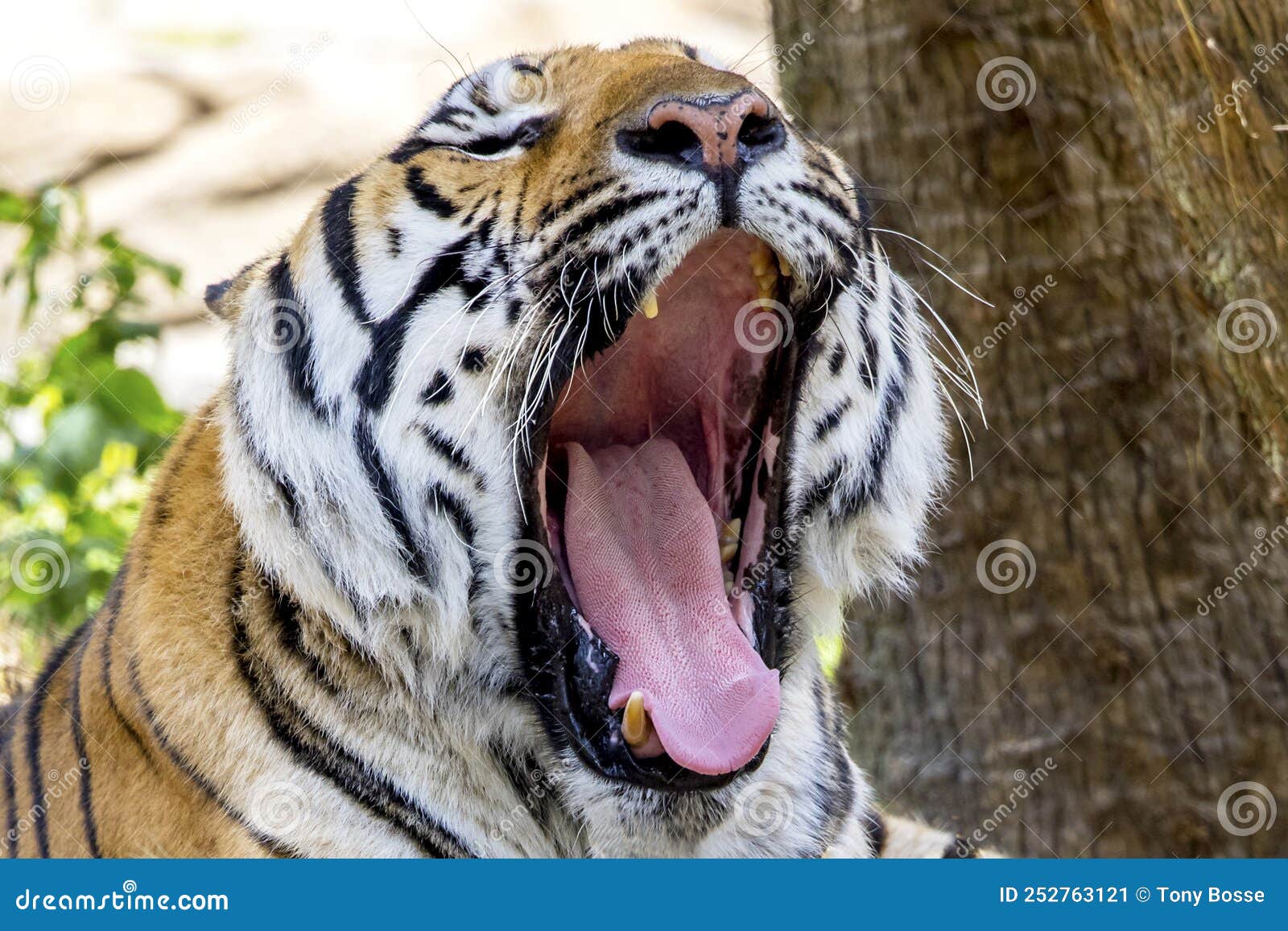 Jaws of a Bengal Tiger. stock image. Image of wildcat - 252763121