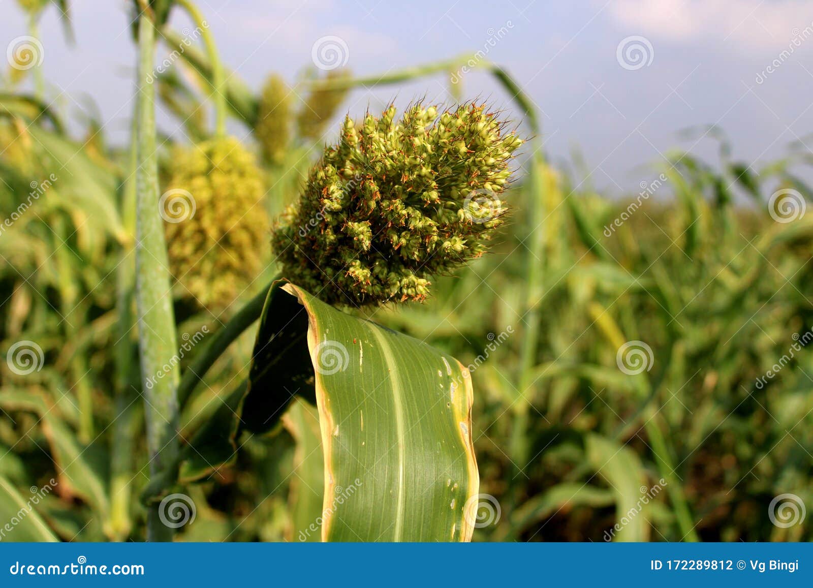 This Is A Jowar Crop In The Green Field,in Village Of Ambegaom City ...