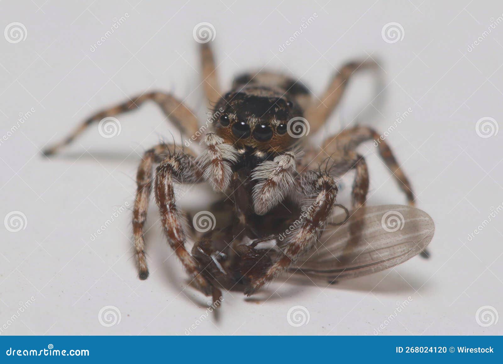 Closeup of a Jumping Spider Eating an Insect Stock Photo - Image of ...