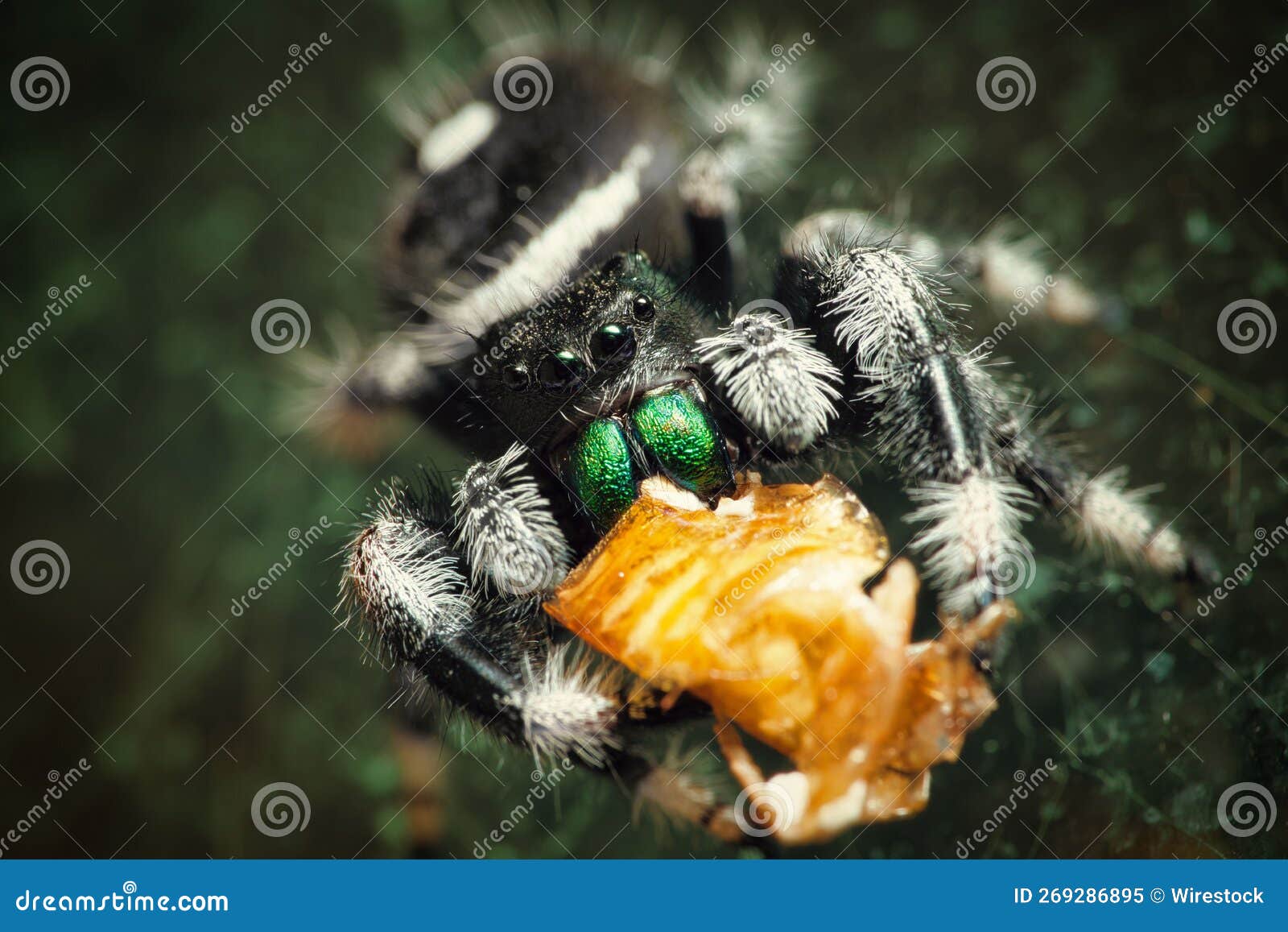 Closeup of a Jumping Spider Eating the Prey Stock Image - Image of ...