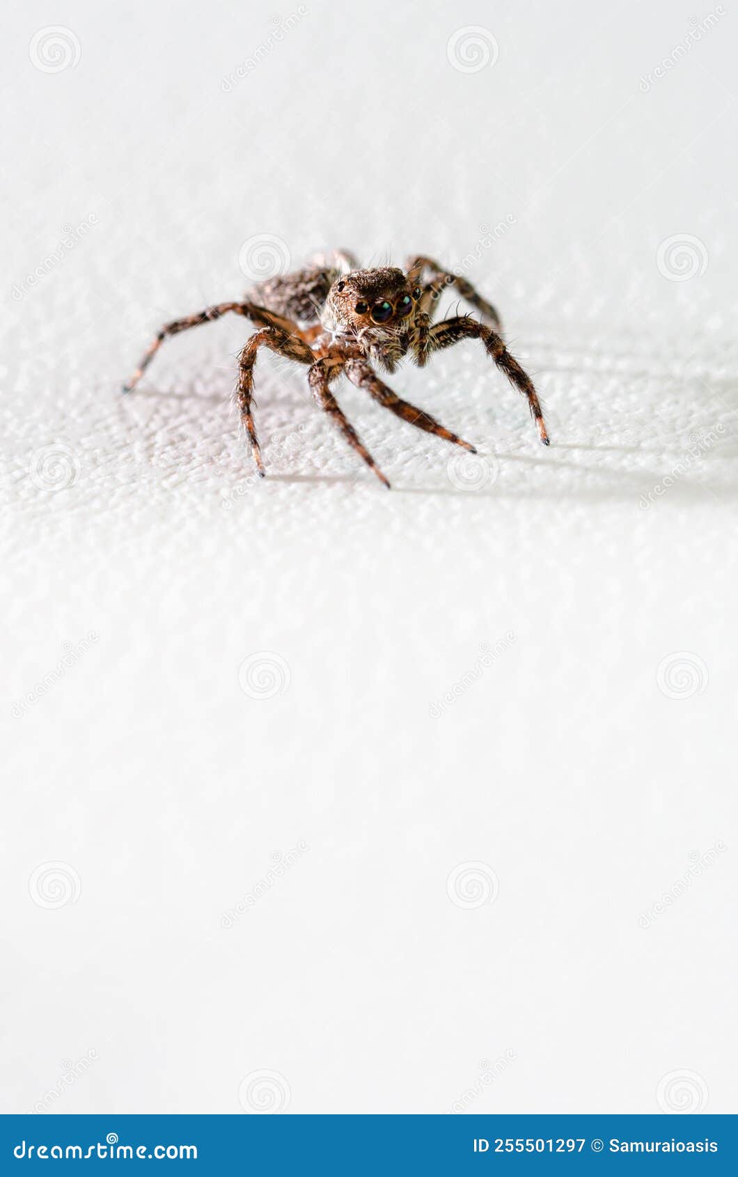 Closeup Jumping Spider White Background Stock Image - Image of pest ...