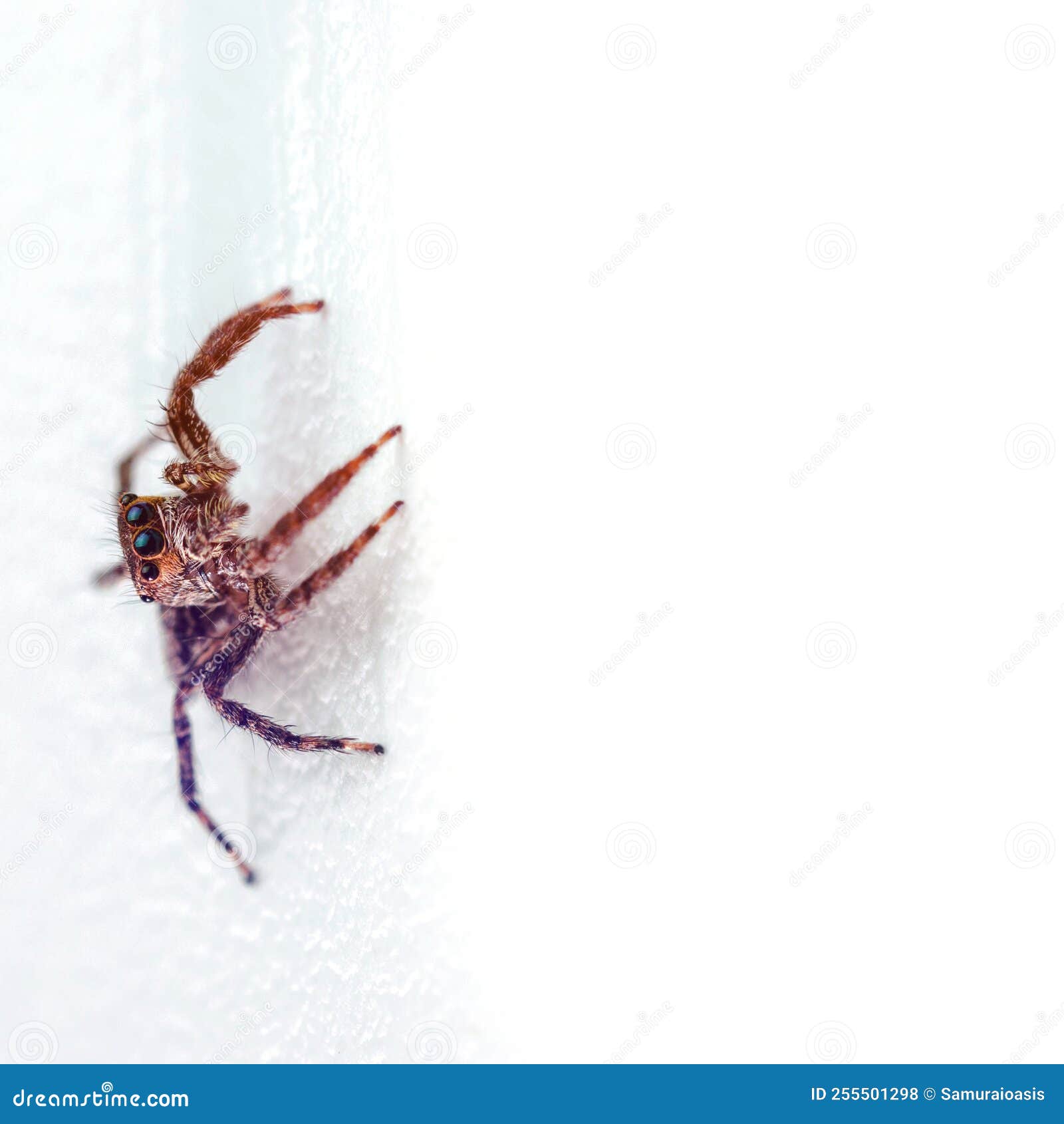 Closeup Jumping Spider White Background Stock Photo - Image of ...