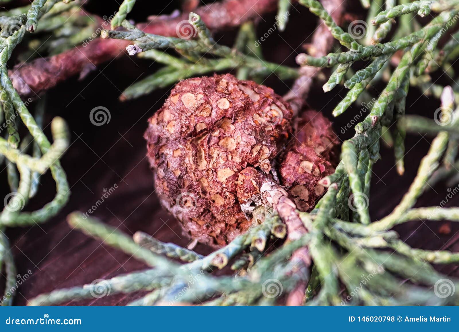 Closeup of Juniper Hawthorn Rust on Cedar Stock Photo - Image of ...