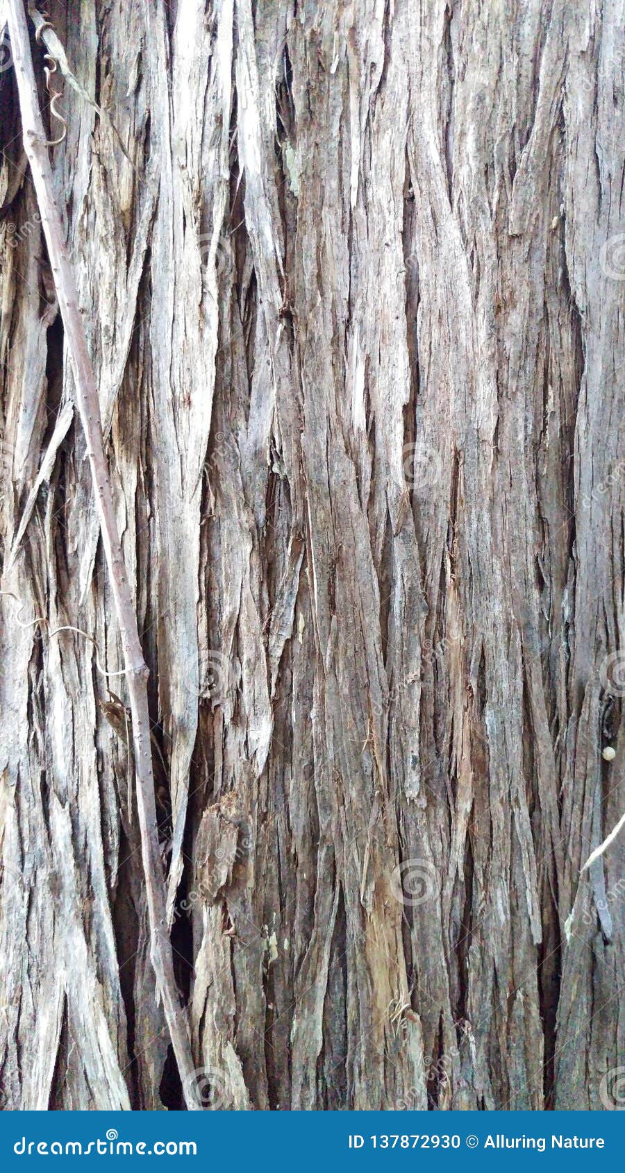 Closeup of a Juniper Tree Trunk Stock Photo - Image of tree, trunk ...