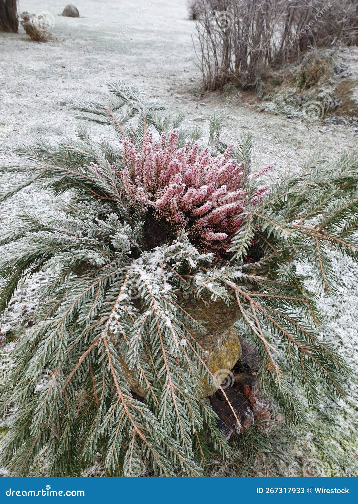 Closeup of a Juniperus Squamata or Flaky Juniper in a Container ...
