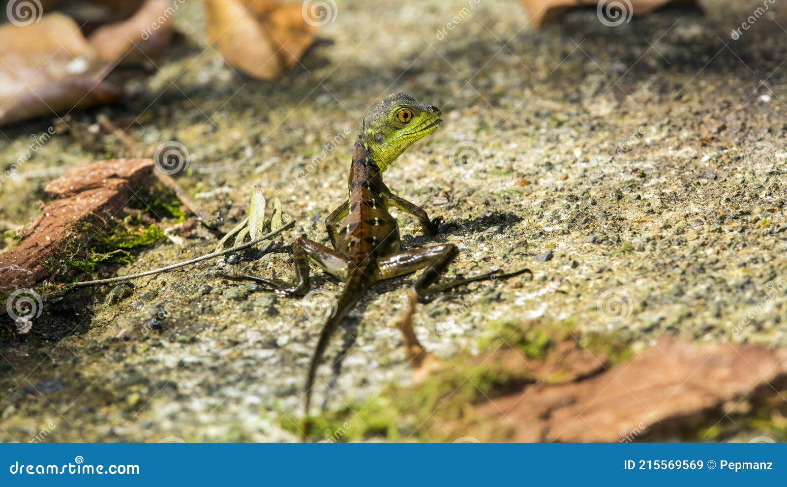 Juvenile Common Basilisk stock image. Image of closeup - 215569569