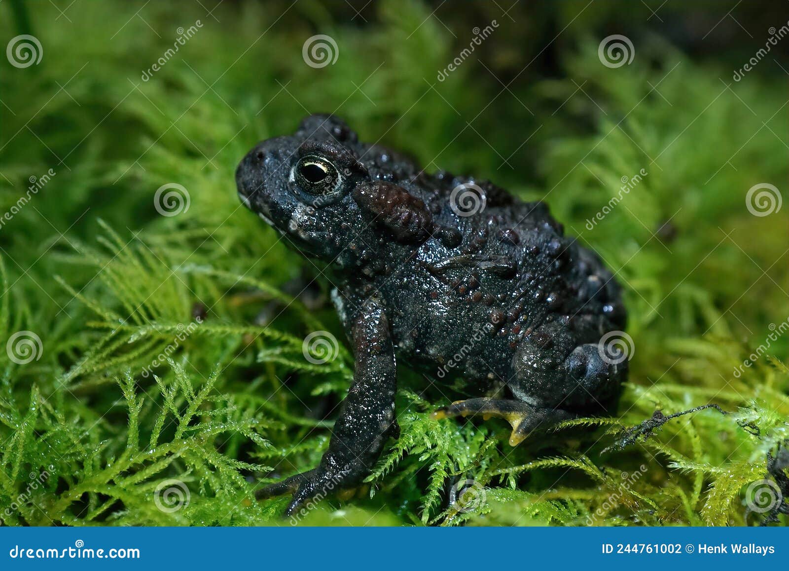 Closeup on a Juvenile Dark Colored Western Toad , Anaxyrus Boreas ...