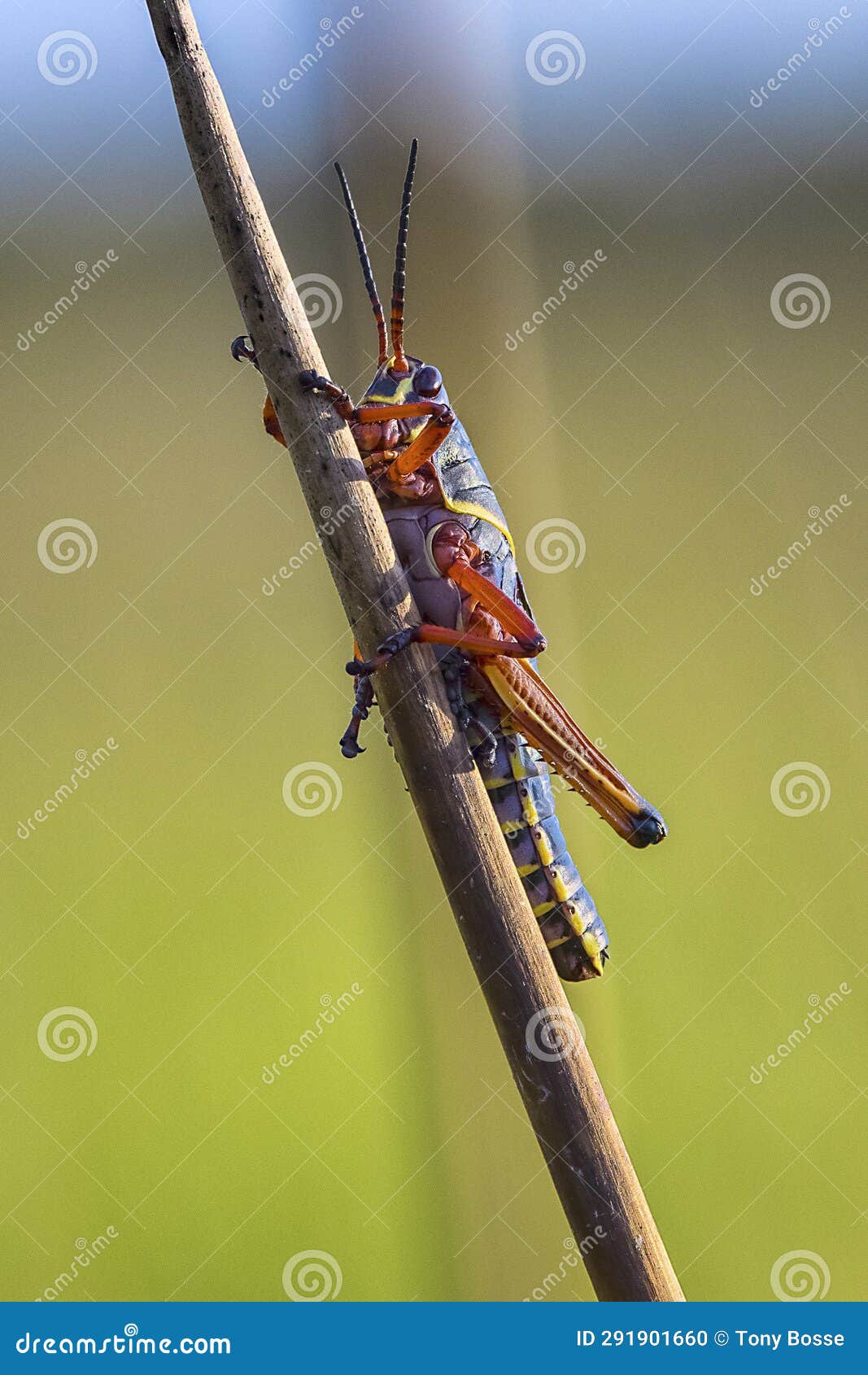 Eastern Lubber Juvenile on a Stick Stock Photo - Image of nature ...