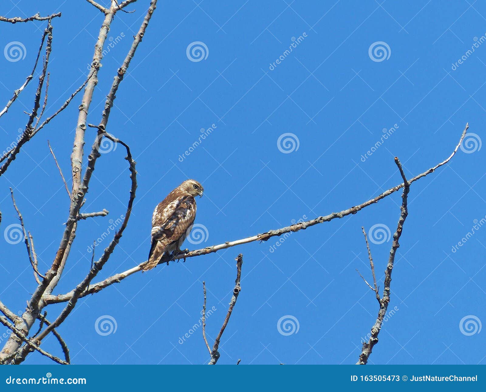 Juvenile Red Tailed Hawk in a Tree Stock Image - Image of hawk ...