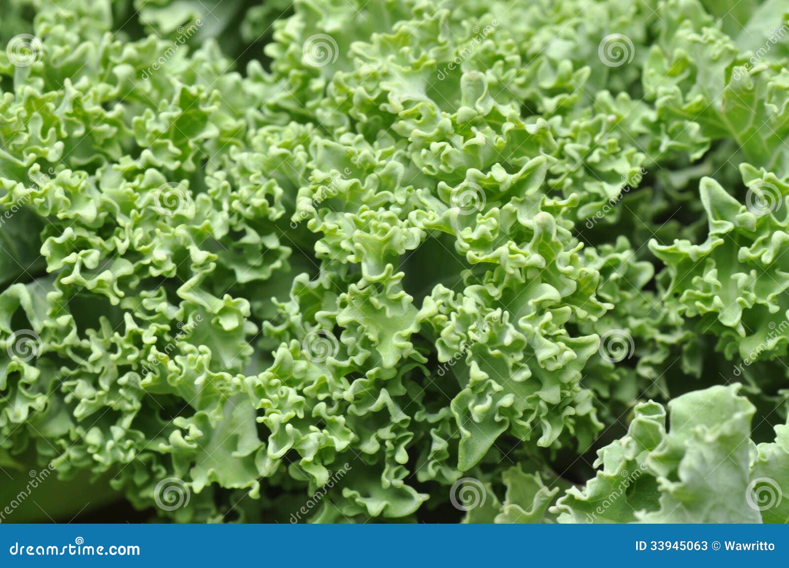 Closeup of kale stock image. Image of cabbage, garden - 33945063