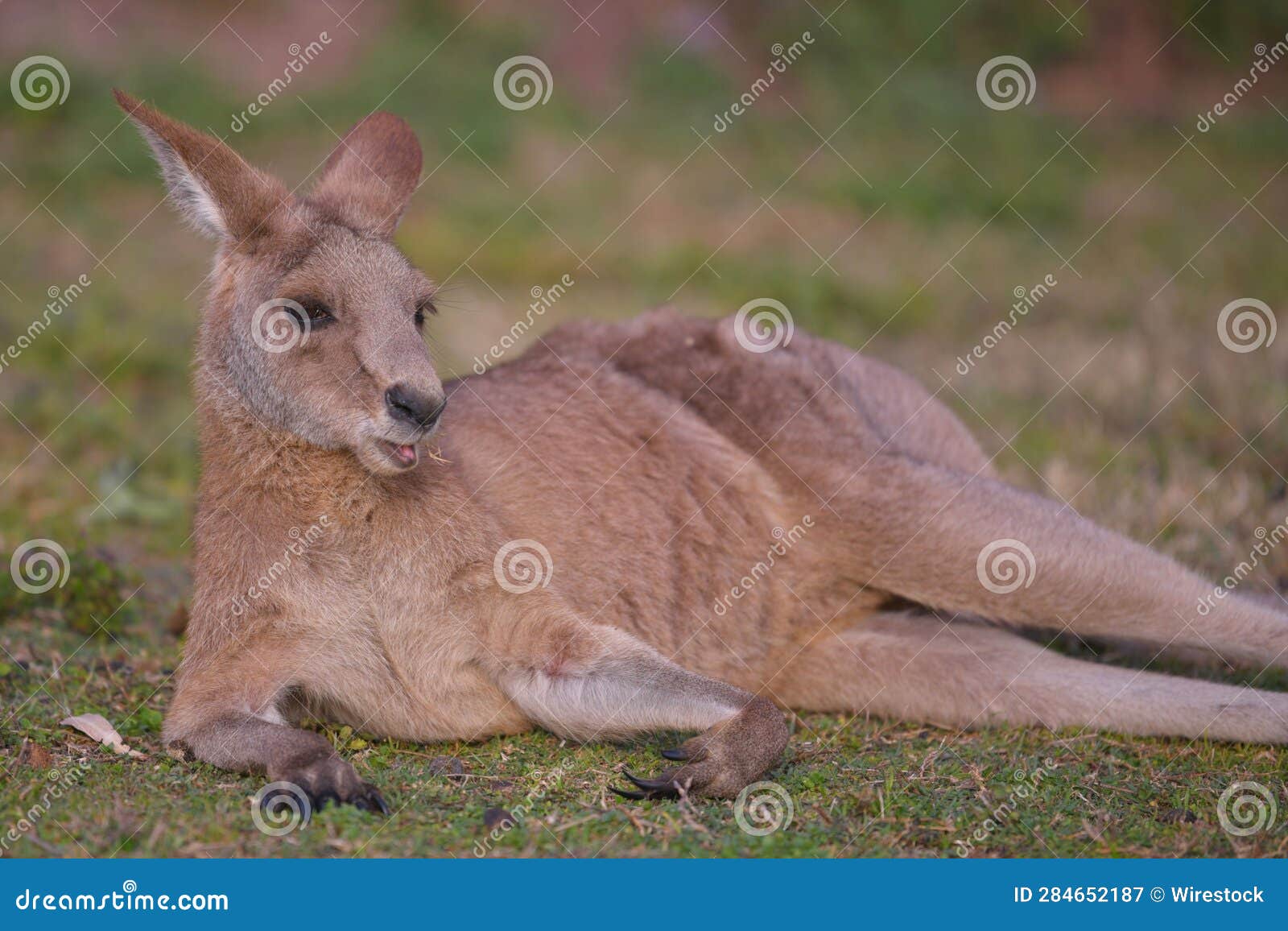 Closeup of a Kangaroo on Green Grass Stock Image - Image of outdoor ...