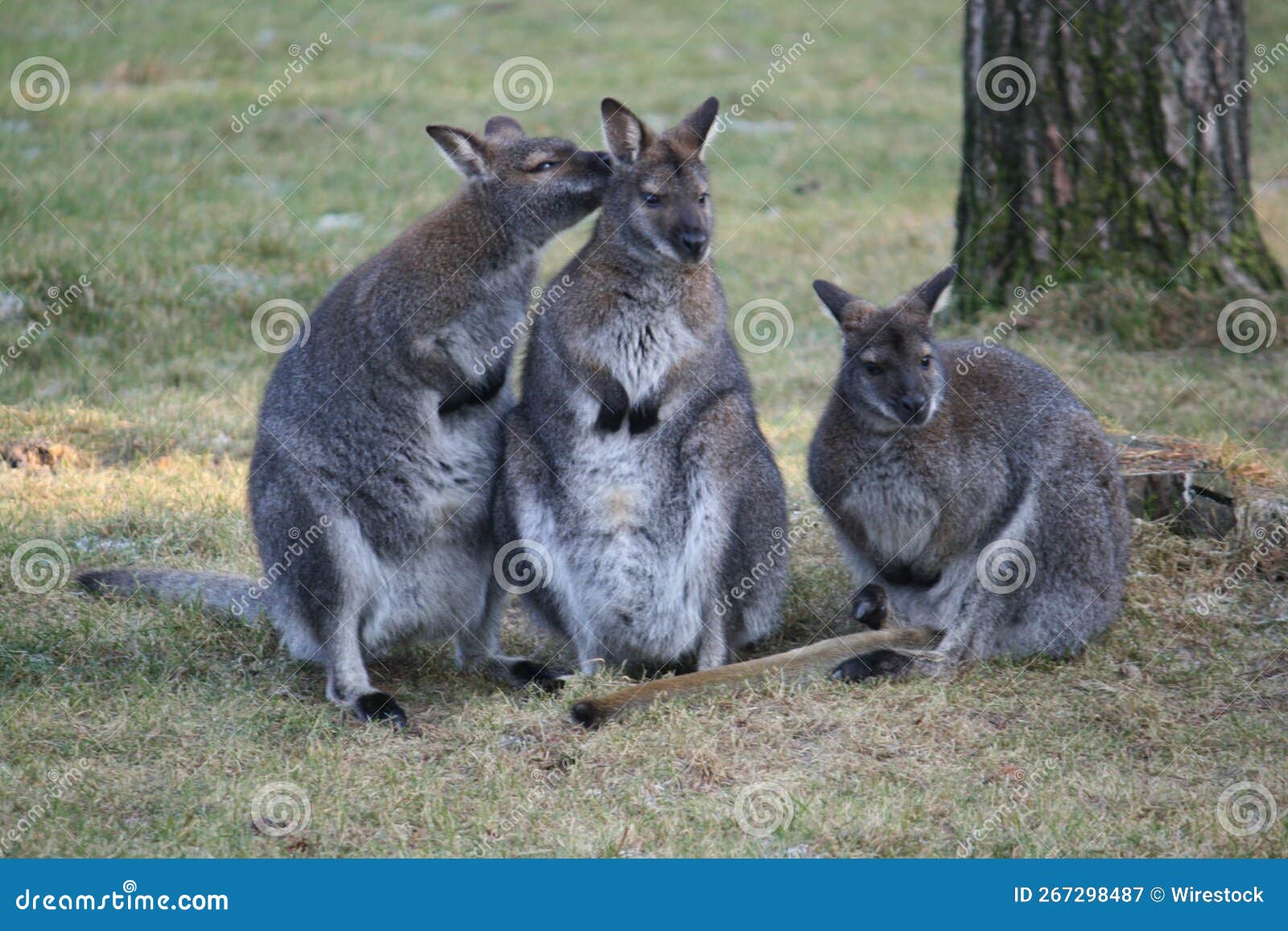 Closeup of Kangaroos Cuddling Stock Image - Image of australian ...