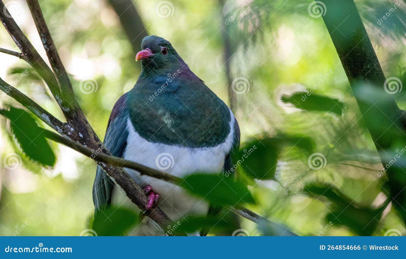 Closeup of a Kereru Bird Perched on a Green Branch of a Tree Stock ...