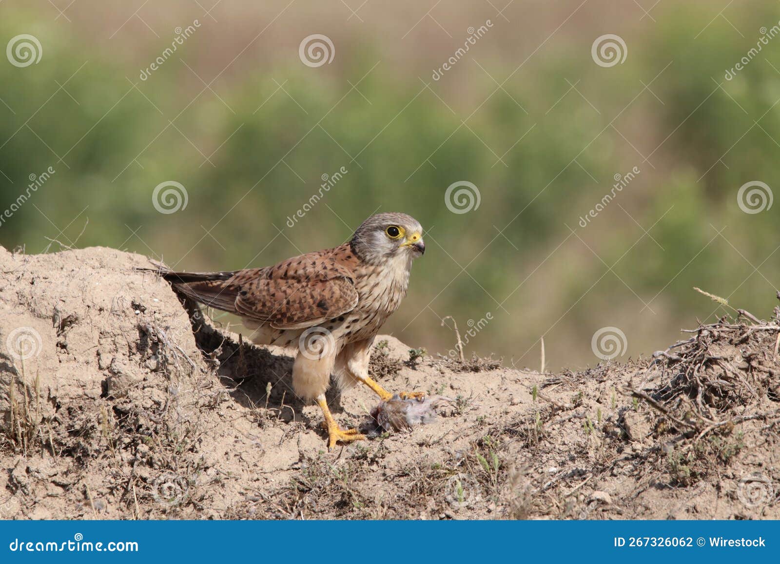 Closeup of a Kestrel Bird Walking on the Soil Stock Photo - Image of ...
