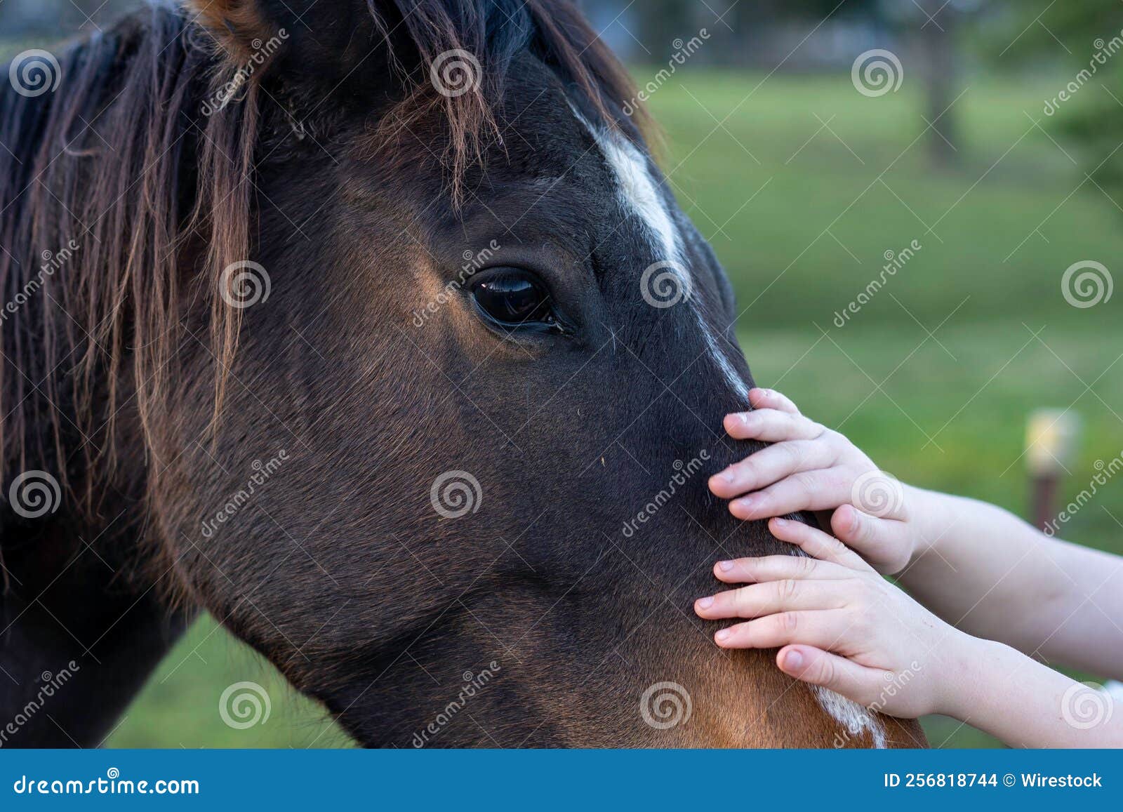 Closeup of Kid S Hands Patting the Horse Head Stock Photo - Image of ...