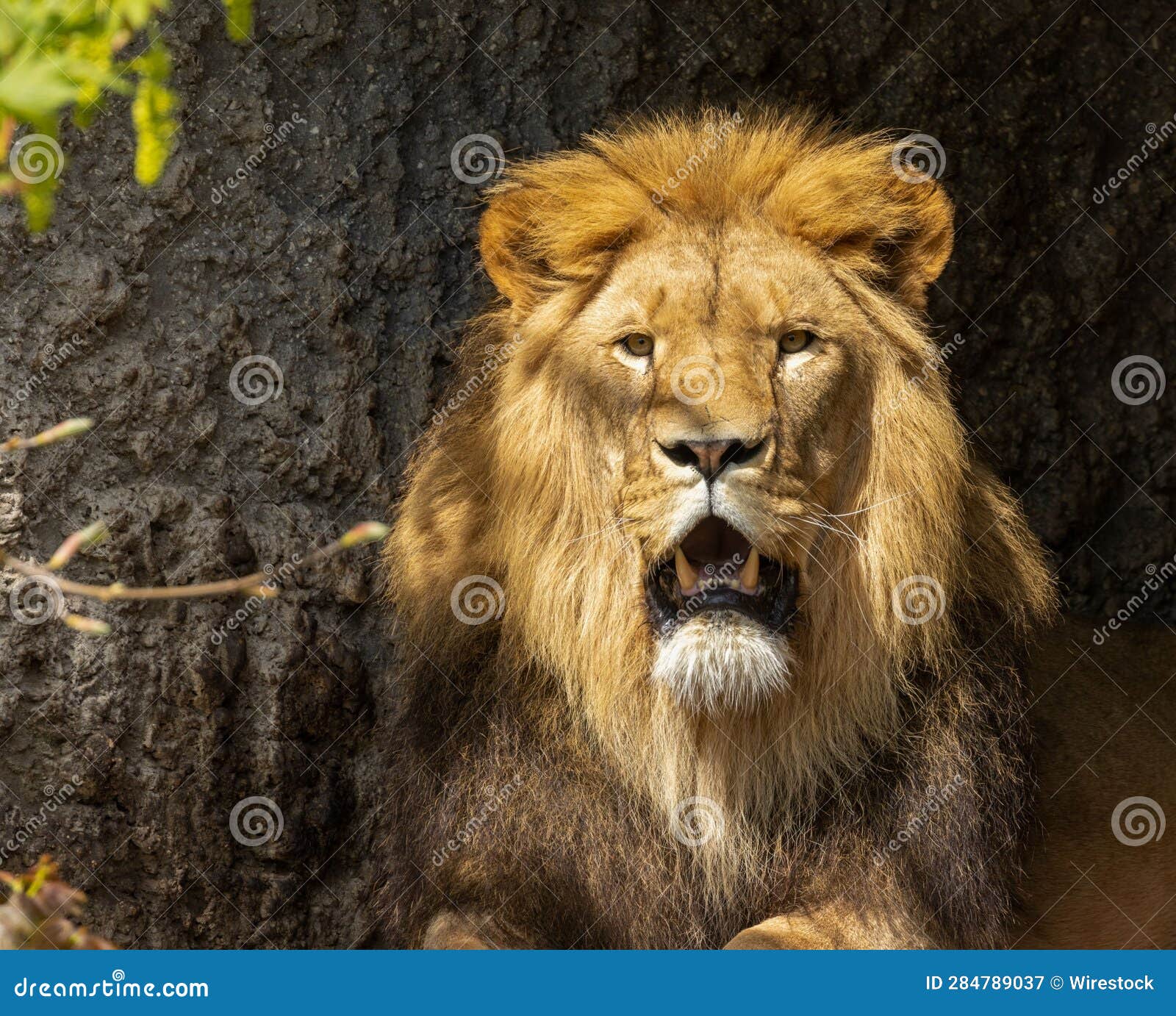 Closeup of a King Standing in Sunlight Stock Image - Image of confident ...