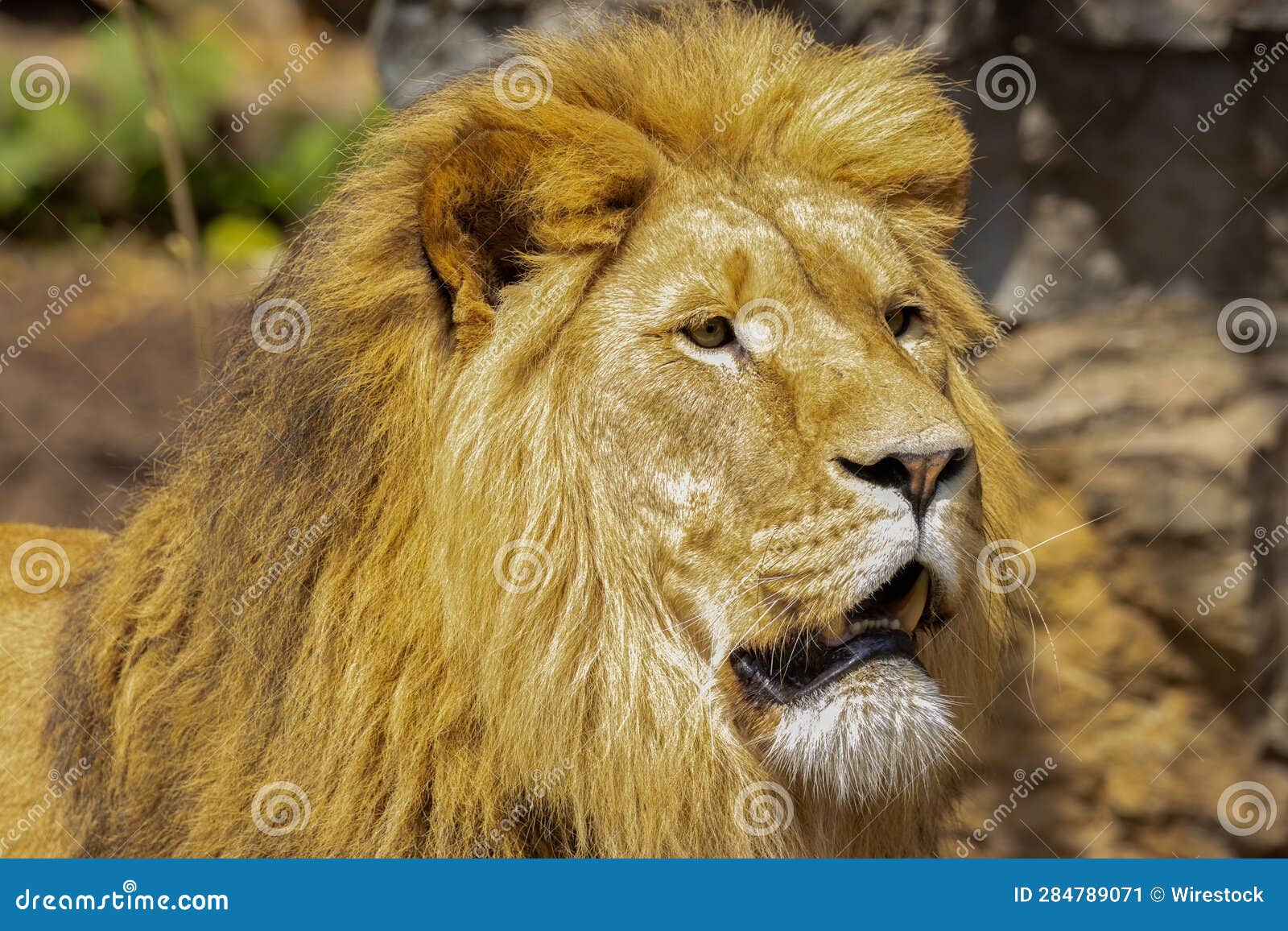 Closeup of a King Standing in Sunlight Stock Image - Image of kingly ...