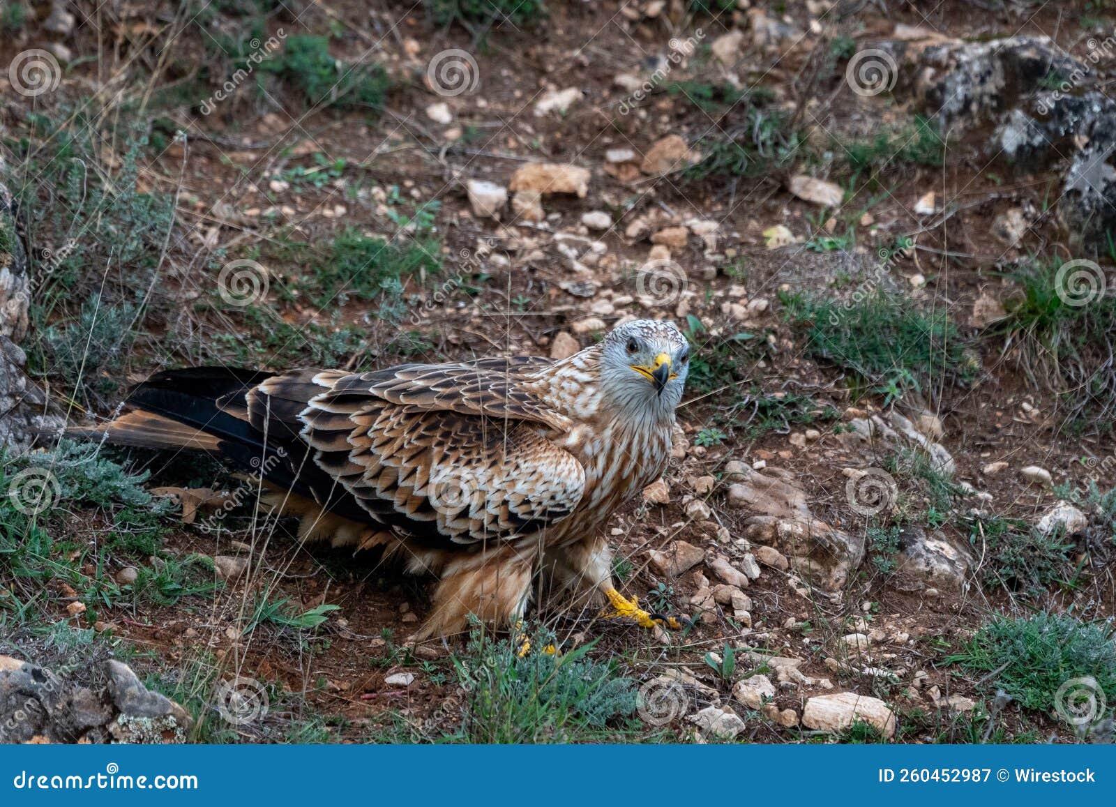 Closeup of a Kite Hawk on the Ground Stock Image - Image of ground ...