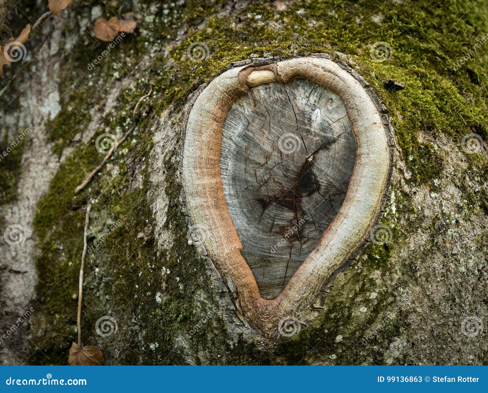 Knothole of an Old Tree in the Shape of a Heart Stock Image - Image of ...