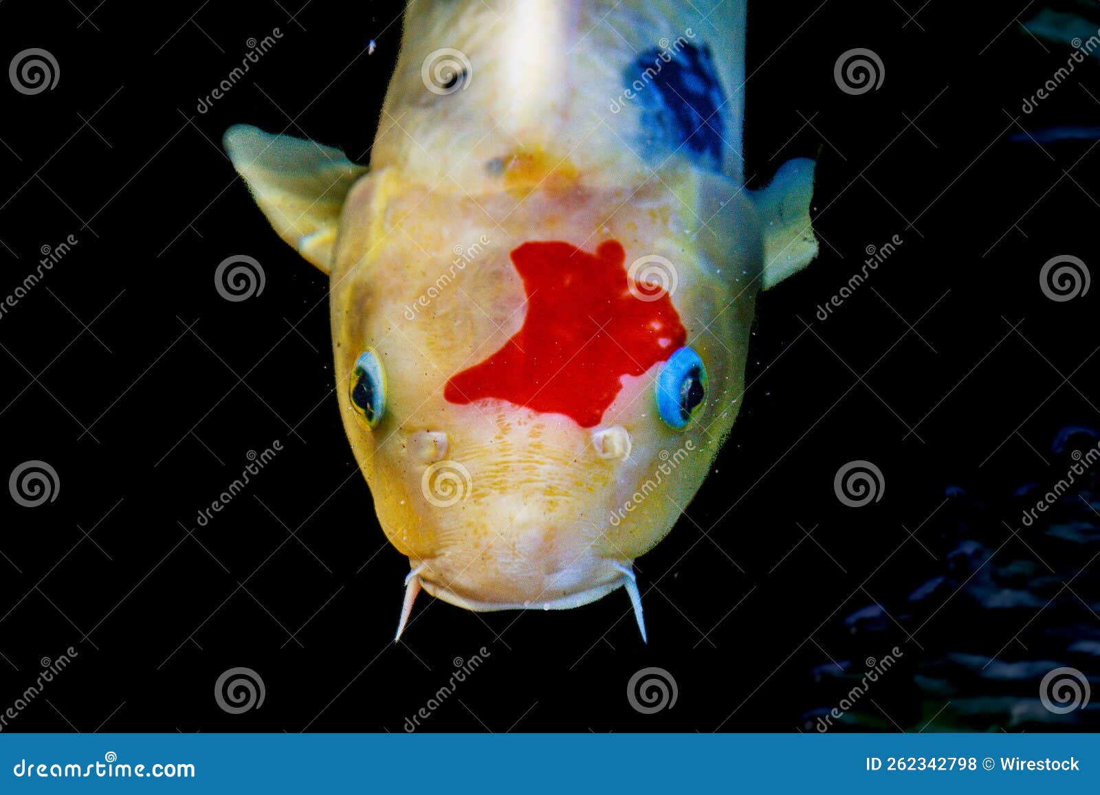 Closeup of a Koi Fish Waiting for Food Stock Photo - Image of ...